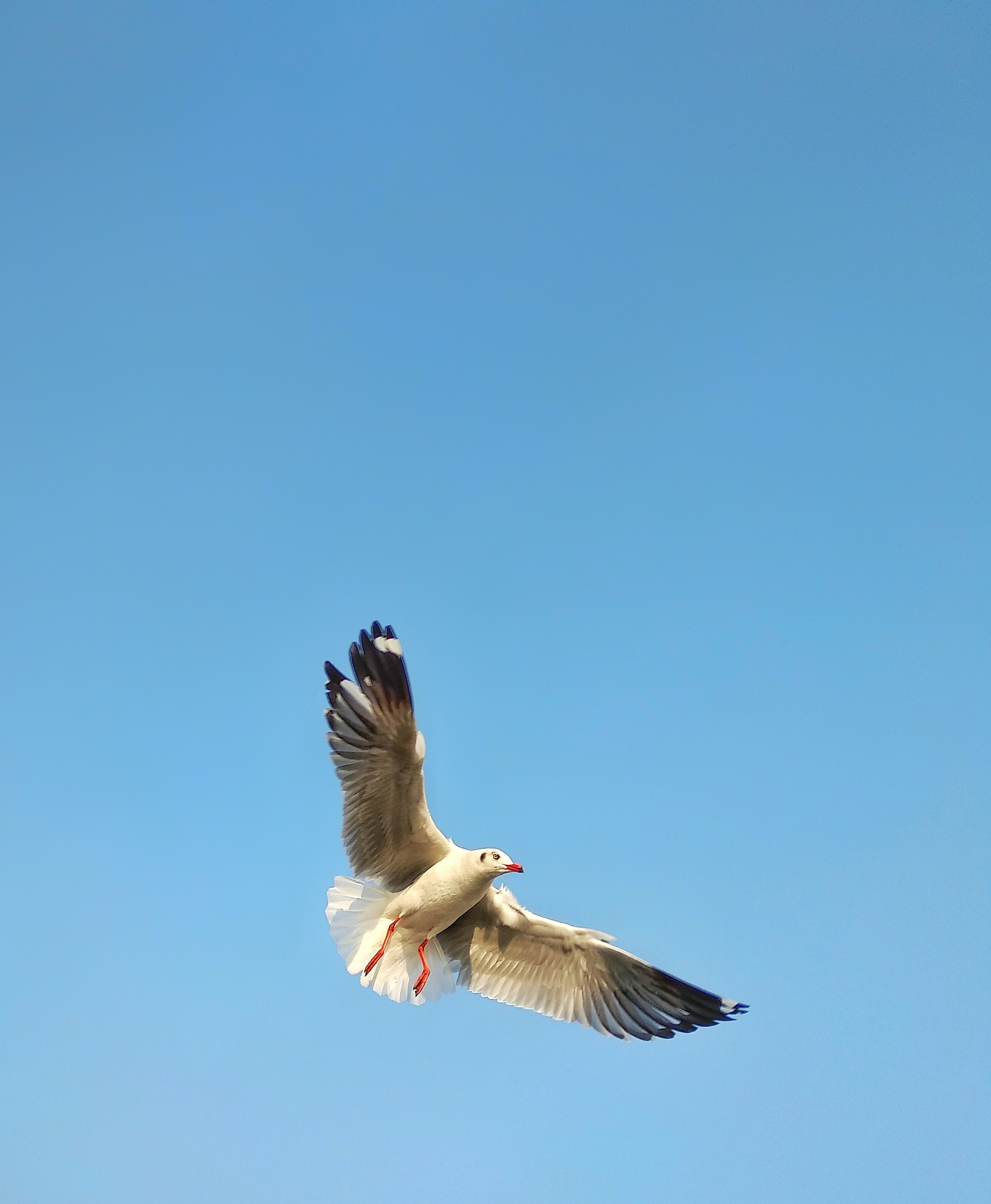Winged silhouette against a cobalt sky: a gull in full glide