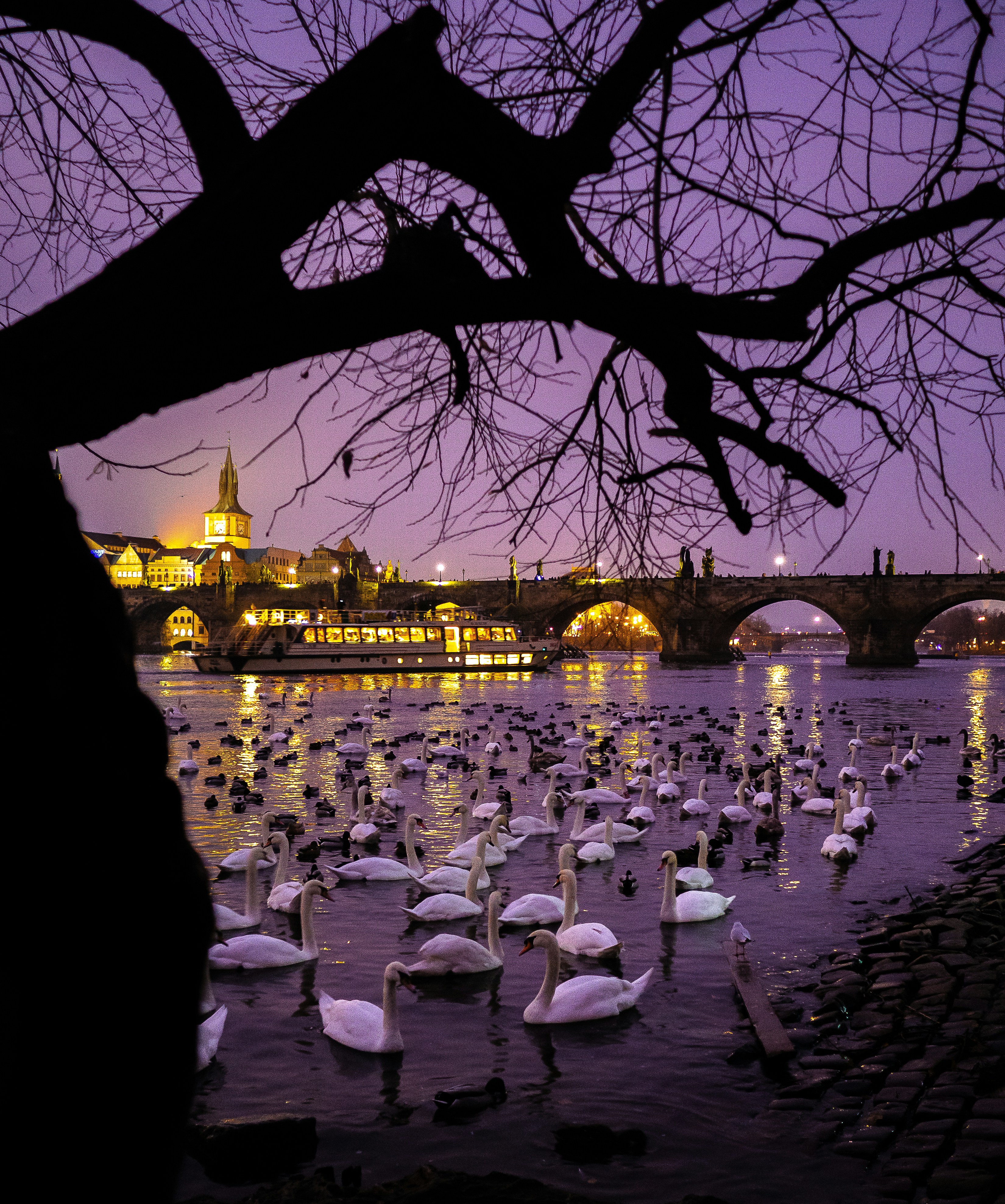 Purple Twilight over the Vltava: Swans, Lamp-lit Bridge, and Silhouetted Branches