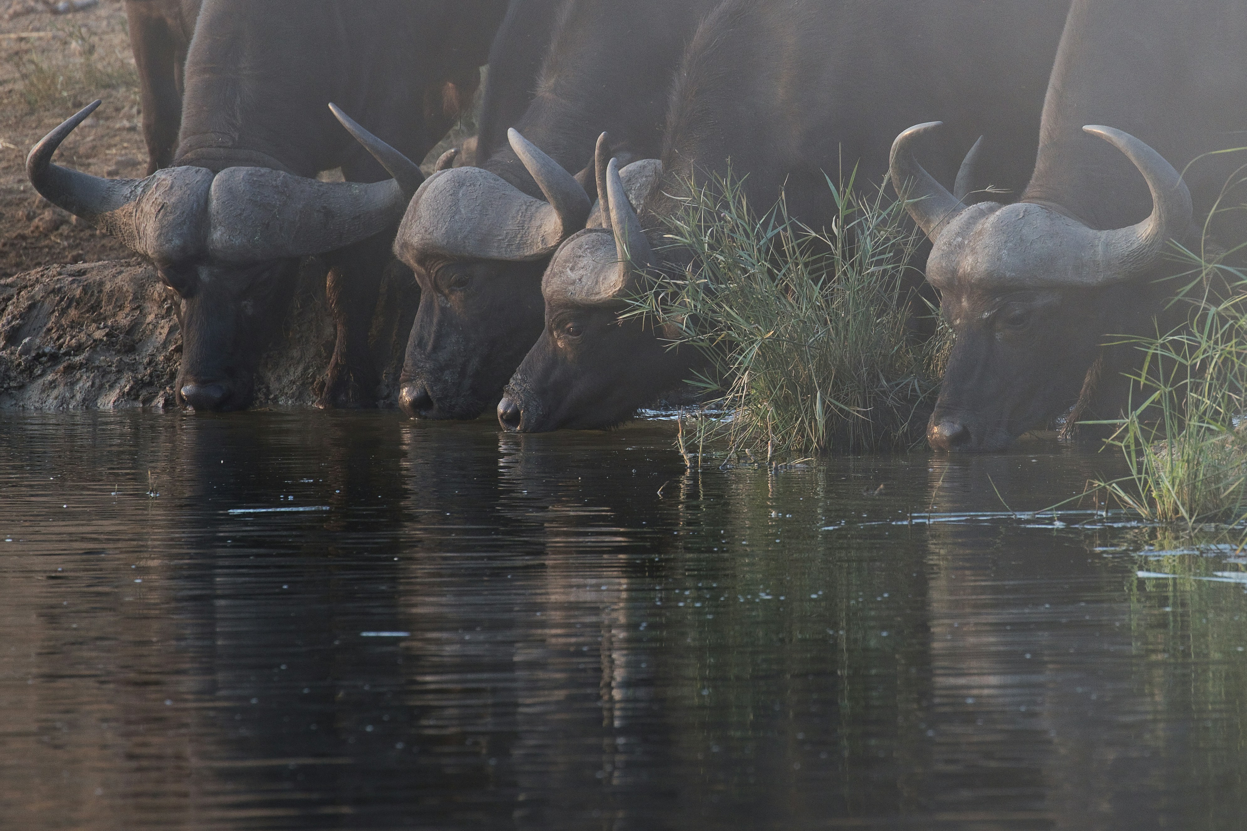 Water buffalo drinking water photo – Free Grey Image on Unsplash