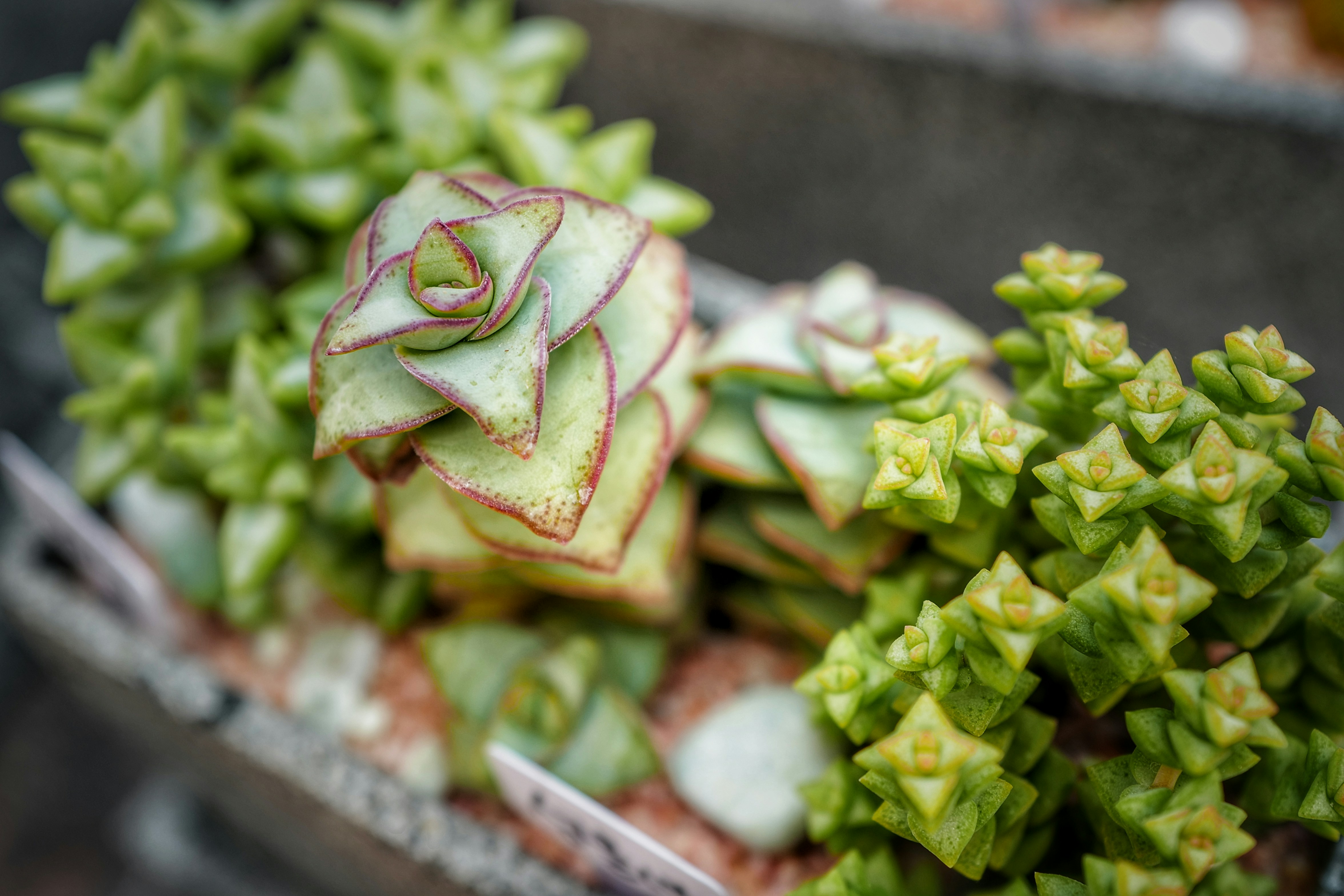Succulent Crown: A Macro Moment in Focus