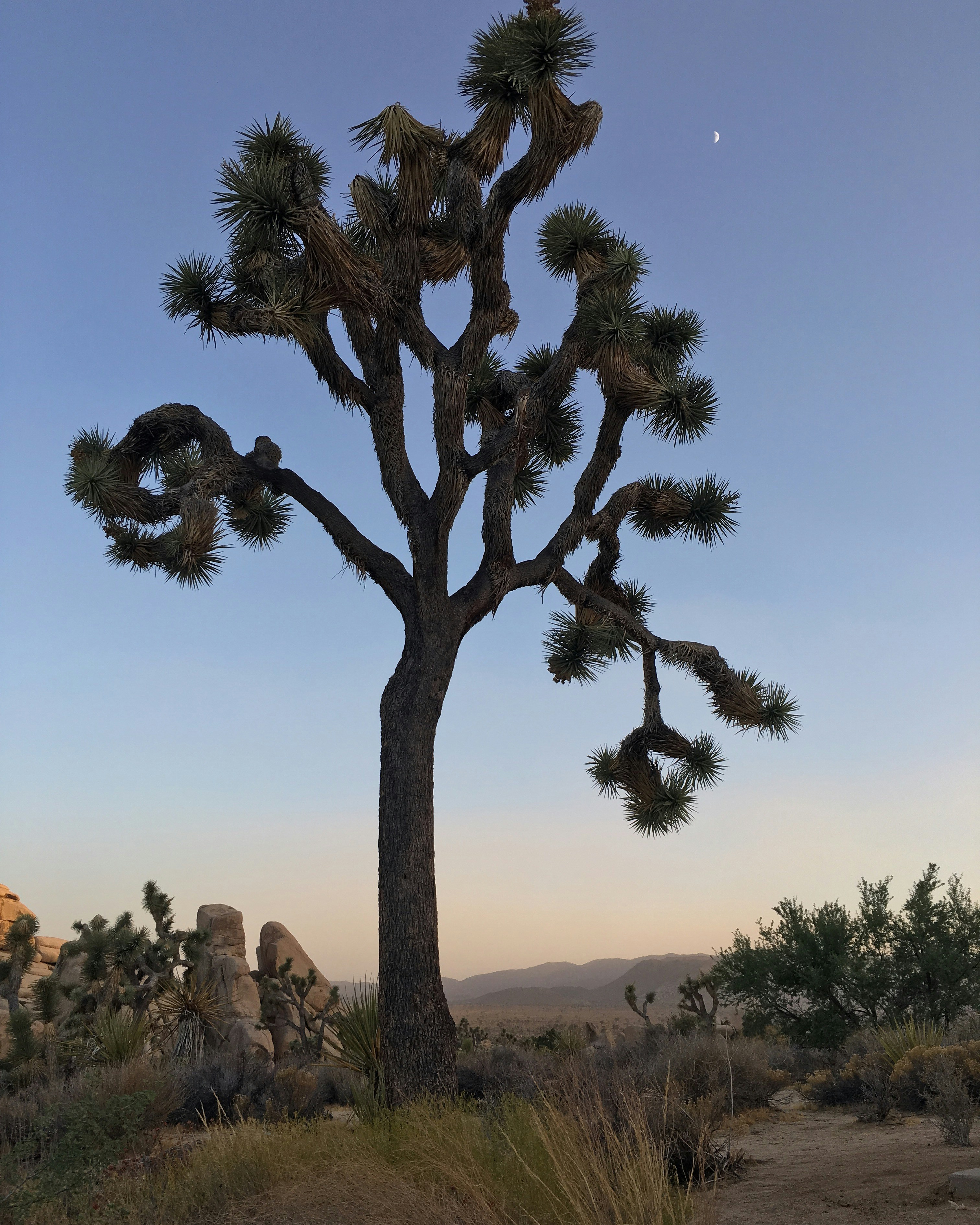 Solitary Joshua Tree Reaching Toward a Crescent Moon at Dusk