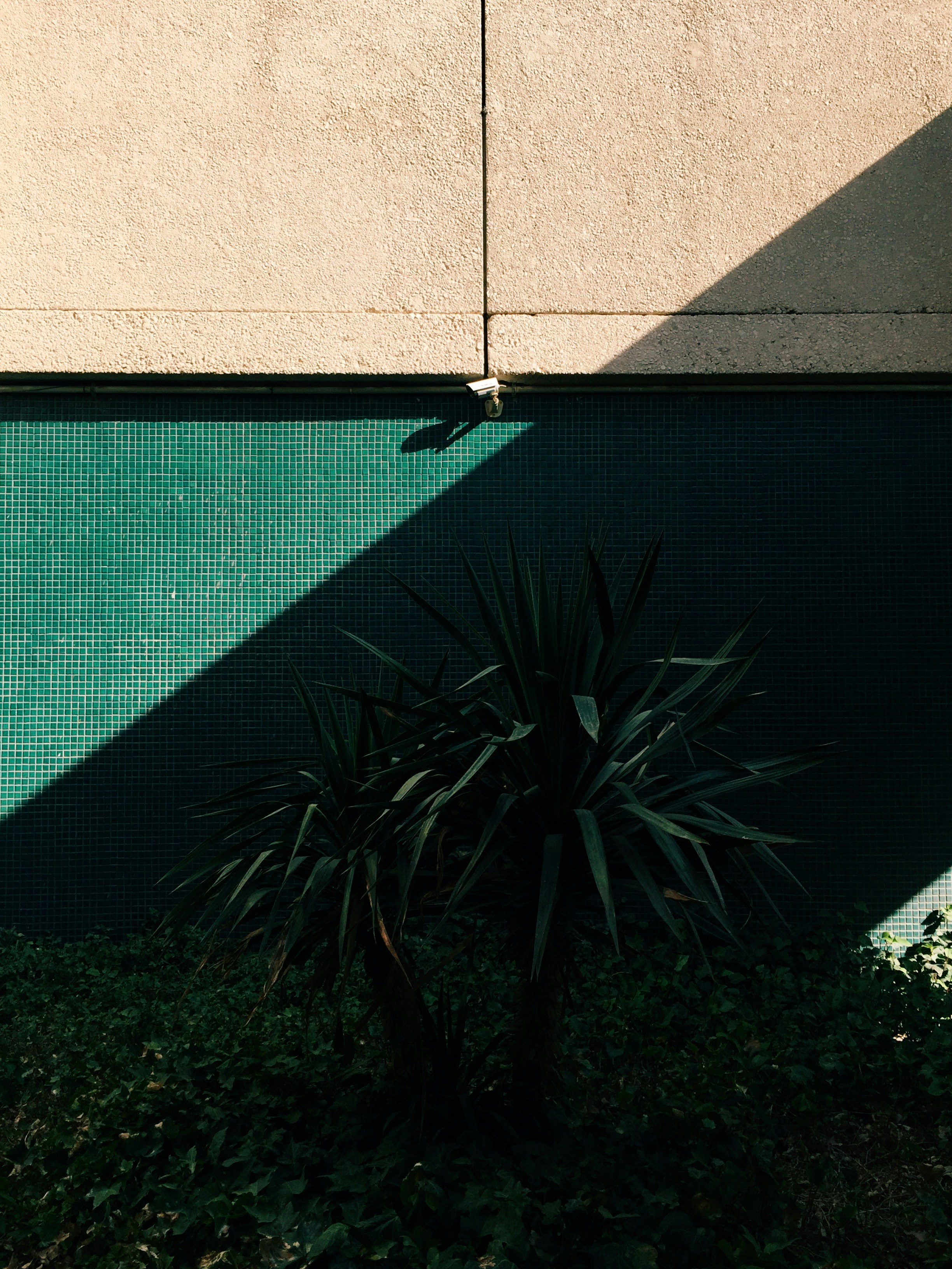 Urban wall with dramatic diagonal shadow over a green plant.
