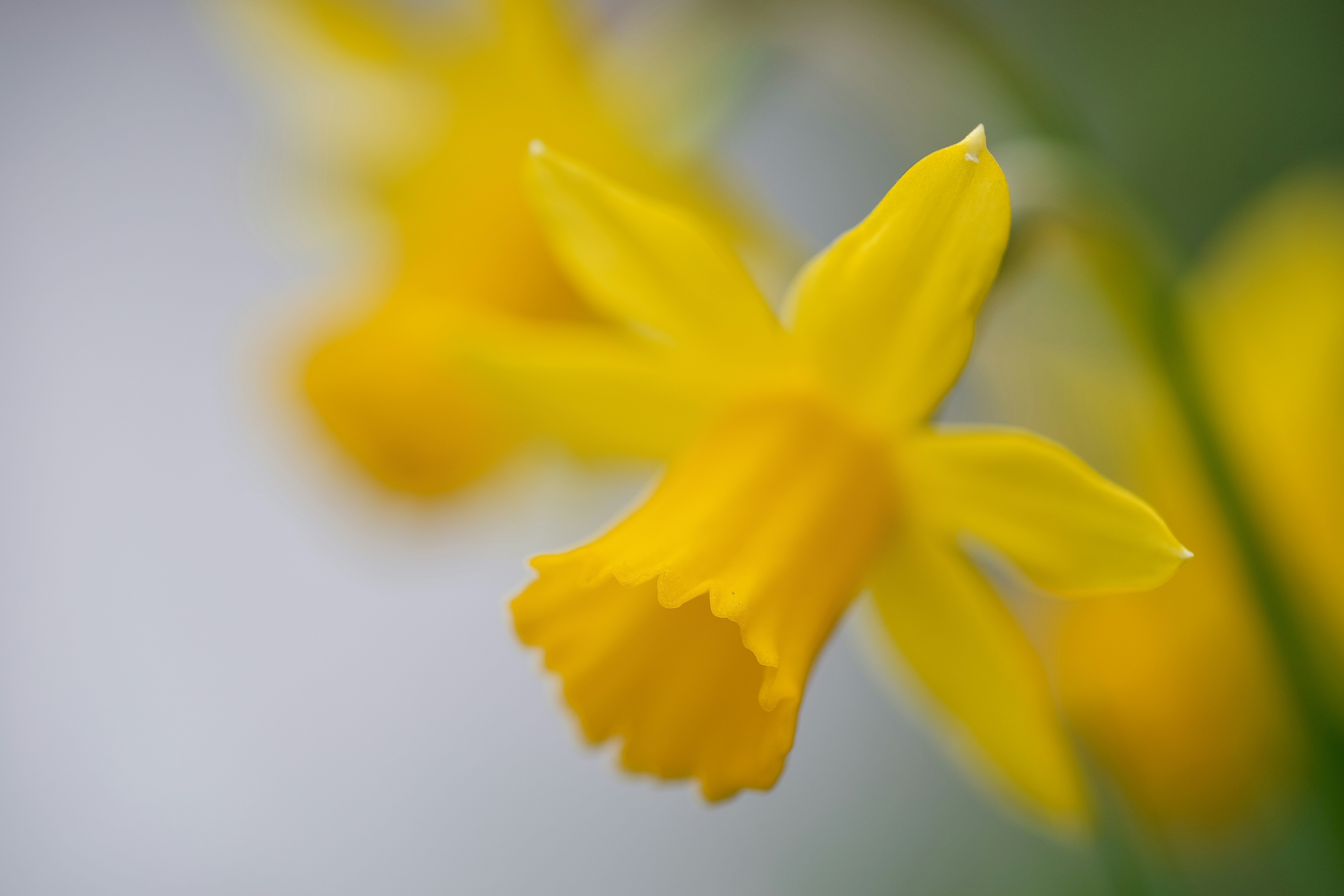Close-up of a vibrant yellow daffodil with soft bokeh background, highlighting its delicate structure and color.