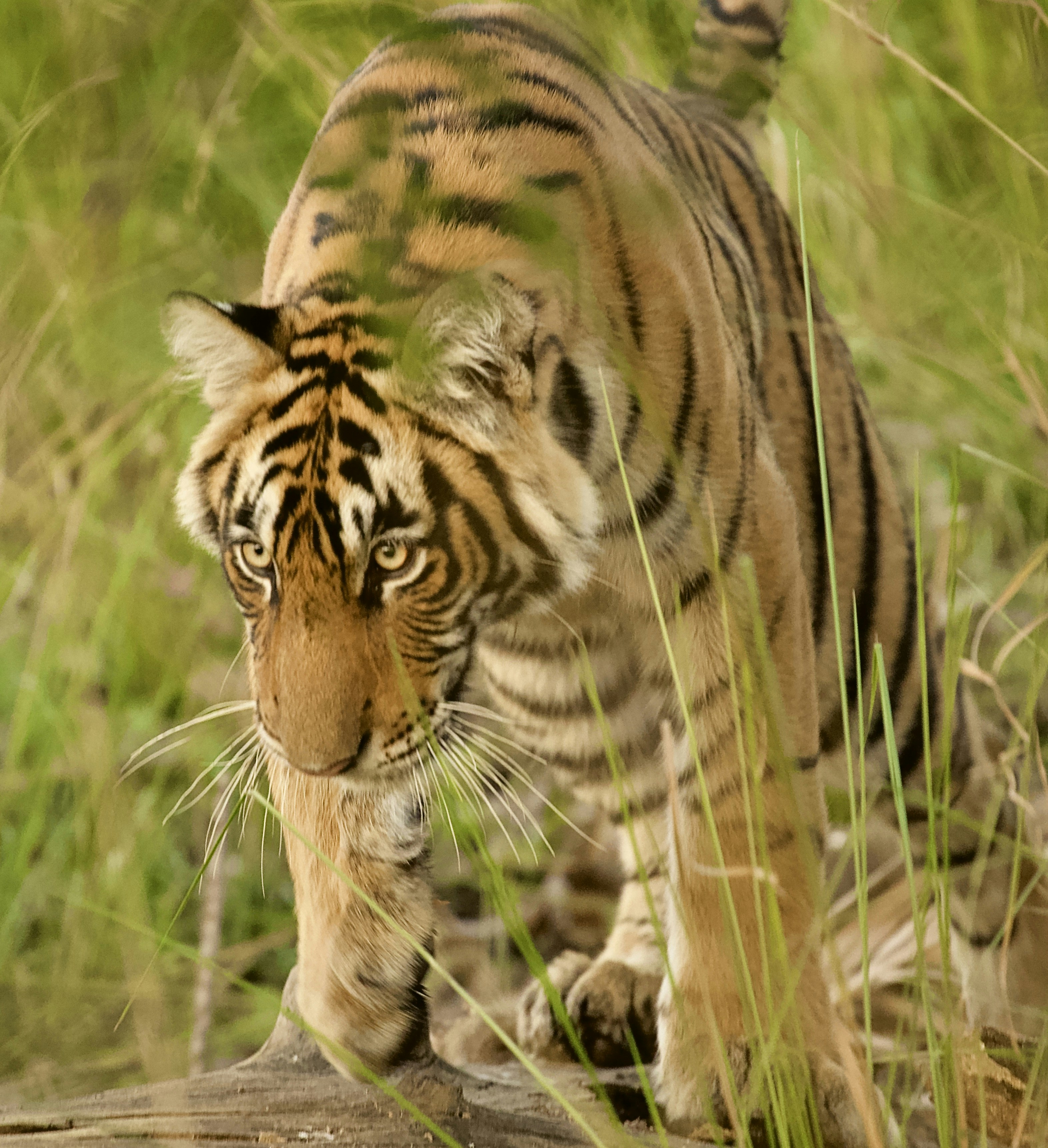 Bengal tiger