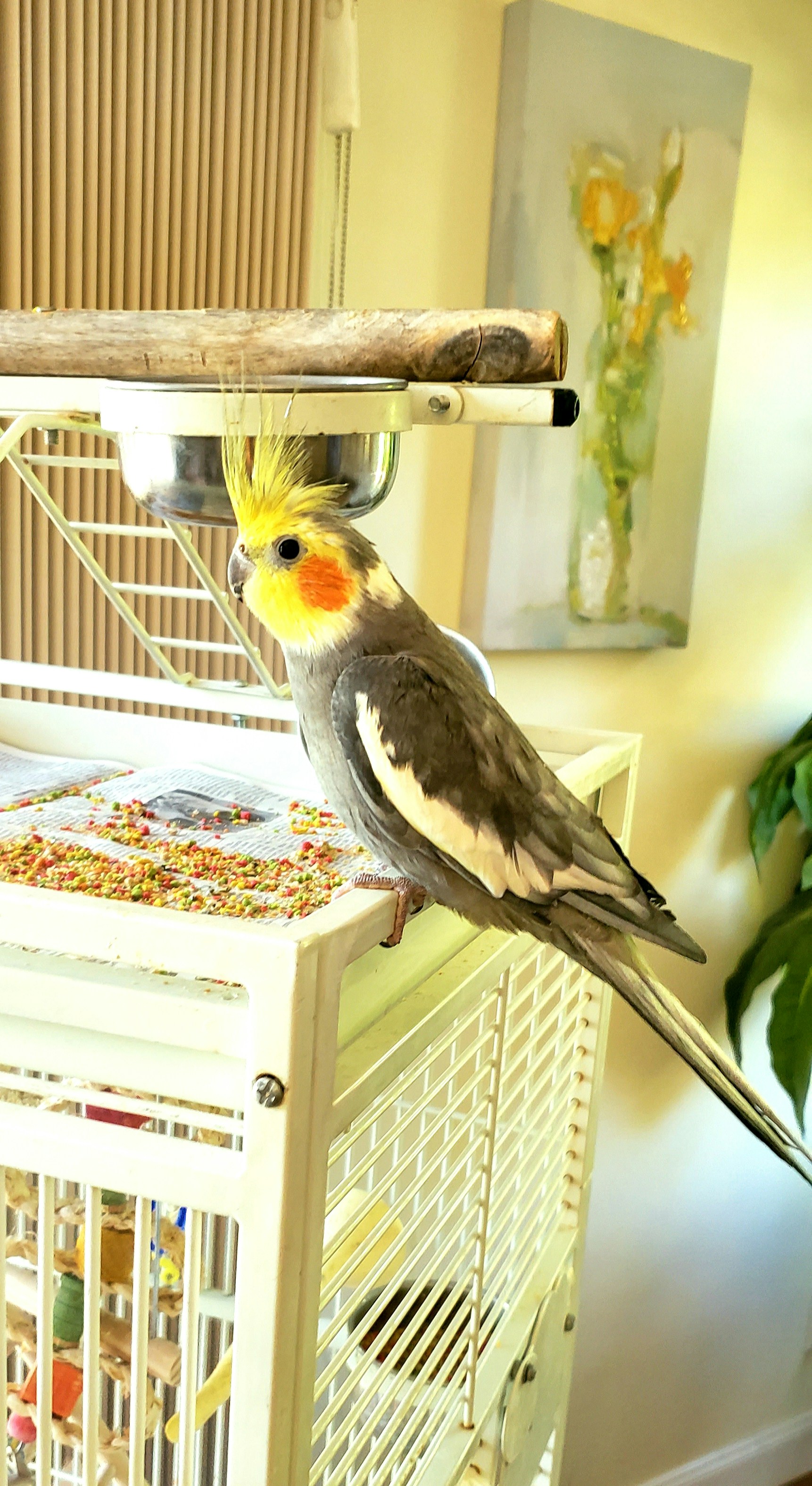 Pretty bird