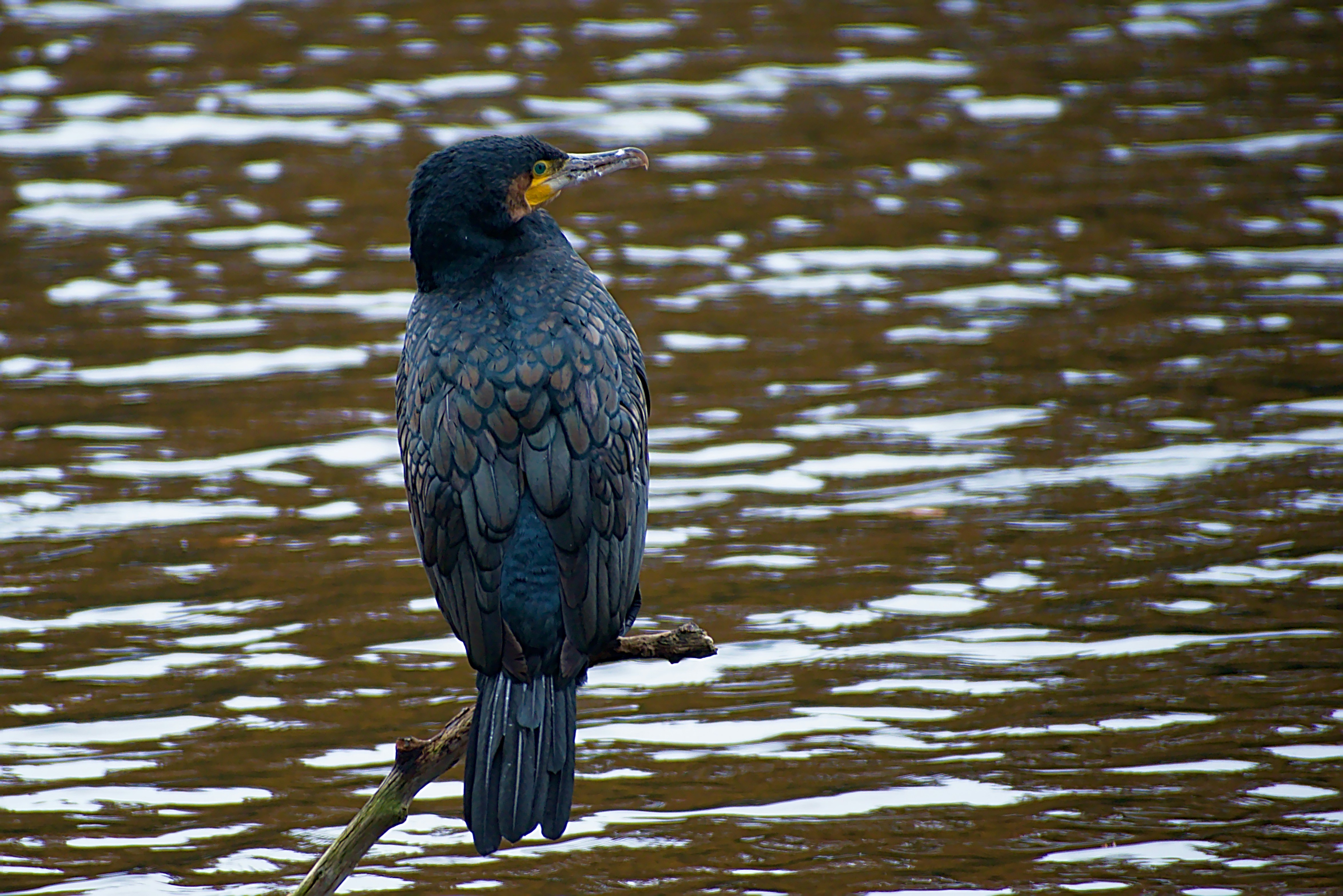 Cormorant perched on a branch above shimmering water, showcasing its glossy feathers and keen gaze.