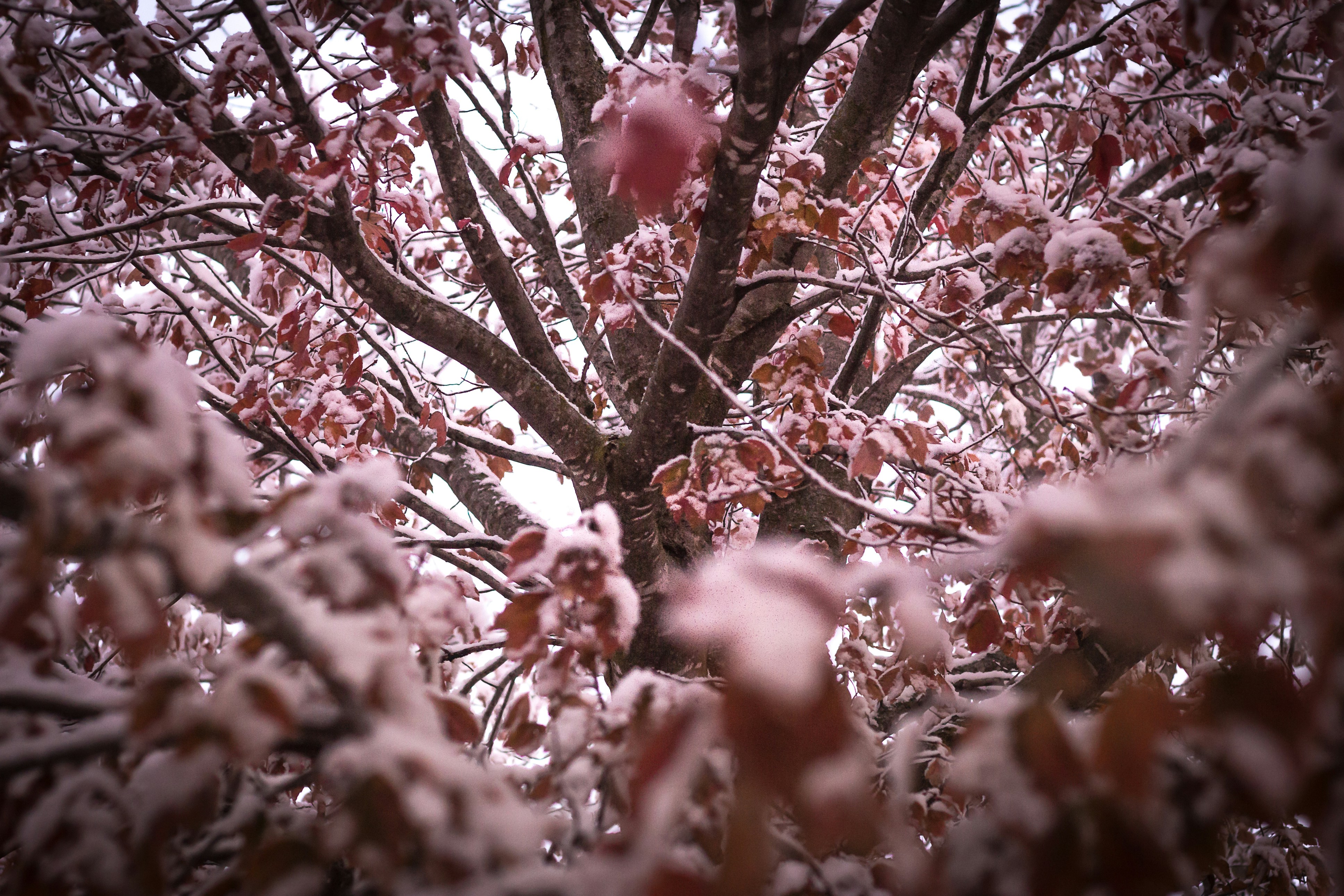 Snow-laden branches of a tree adorned with pink leaves, creating a serene winter scene. The delicate contrast of colors highlights nature's quiet beauty.