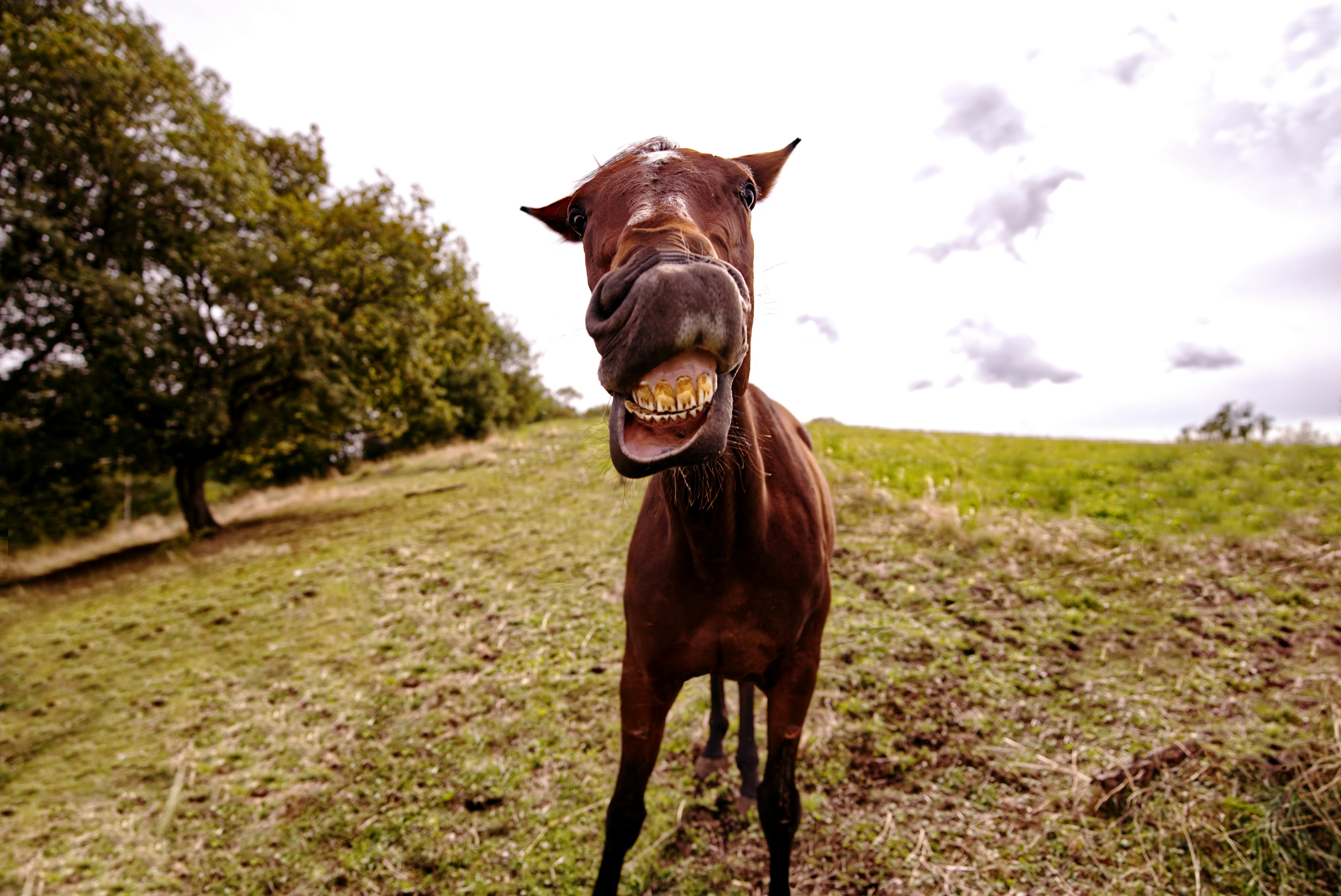 Grinning Herdsman: A Curious Cowfront in a Sunlit Pasture