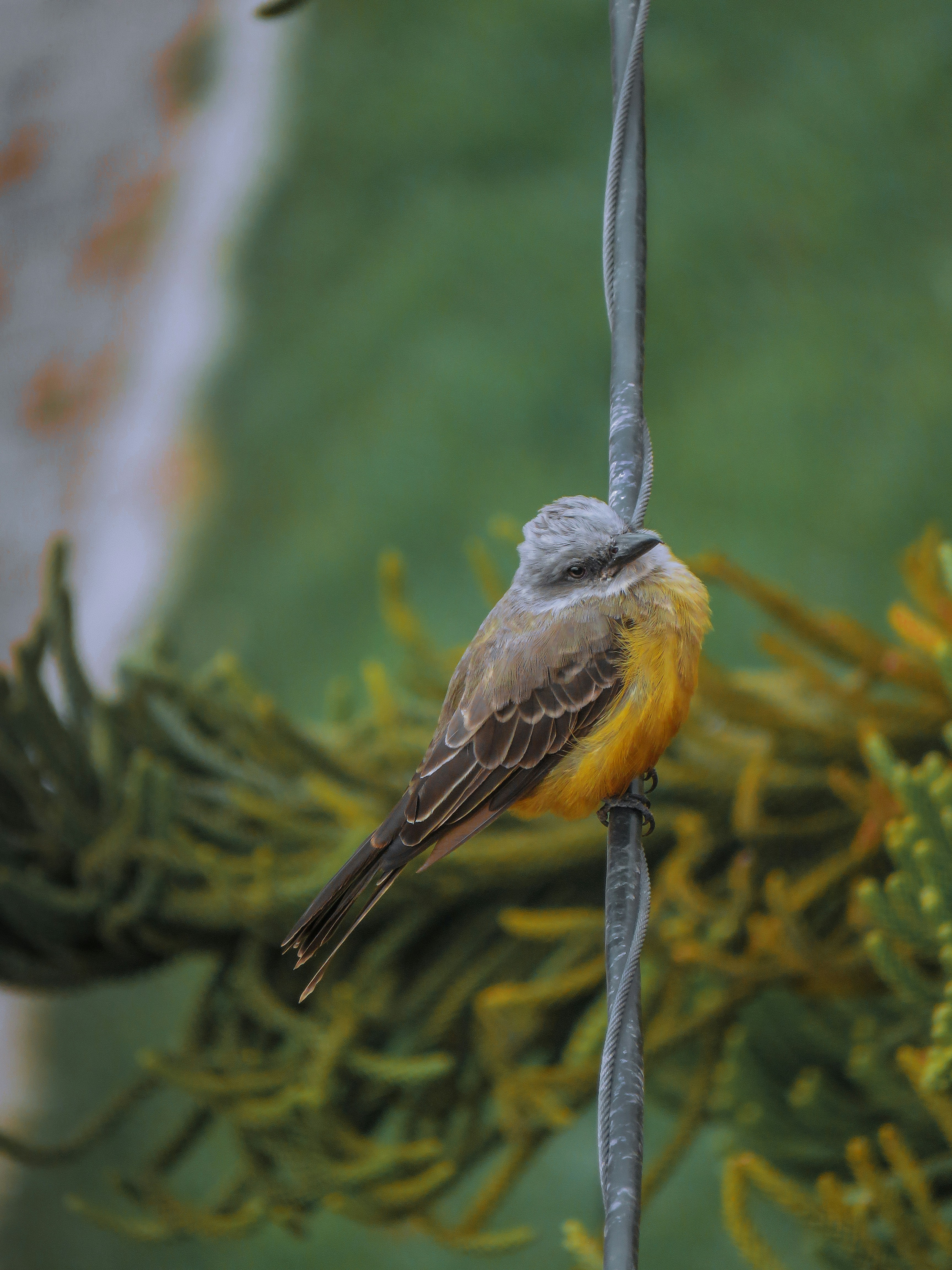 A small bird perched on a wire amidst vibrant greenery, showcasing its striking plumage and alert demeanor.