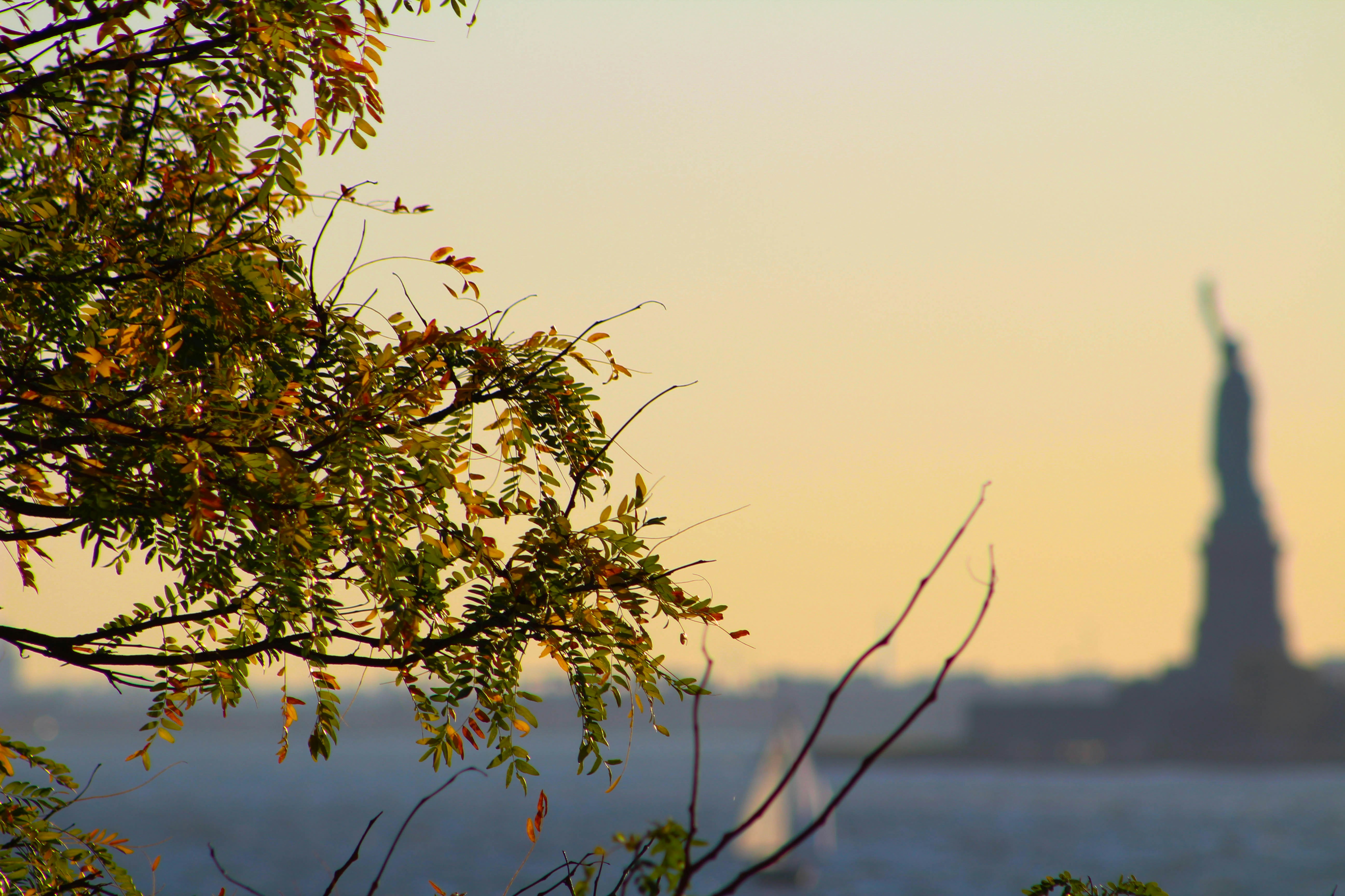 Edge of the Golden Hour: Branches in Focus with a Distant Portrait