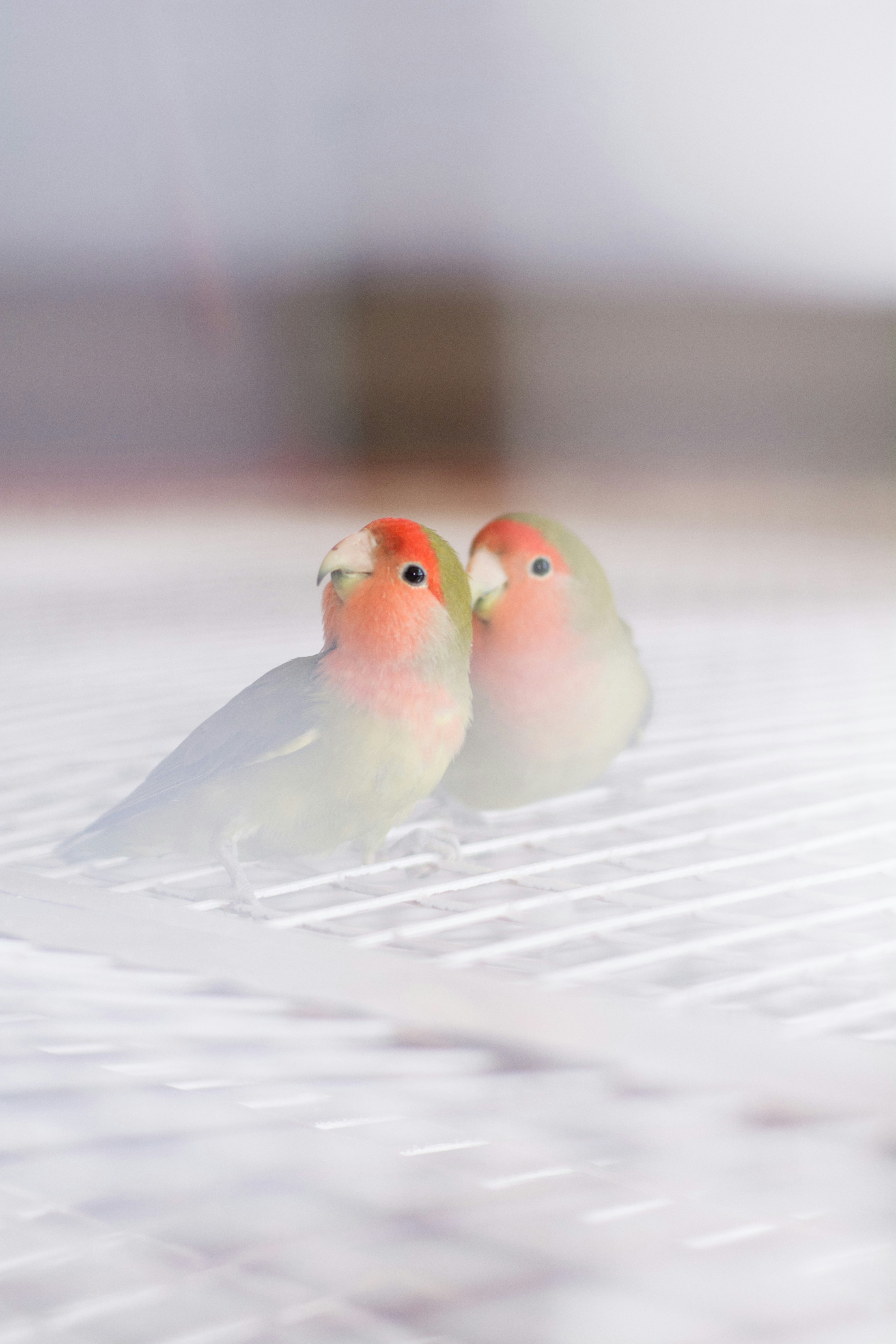 Rosy-Faced Lovebirds on a Frosted Grid: A Quiet Pair