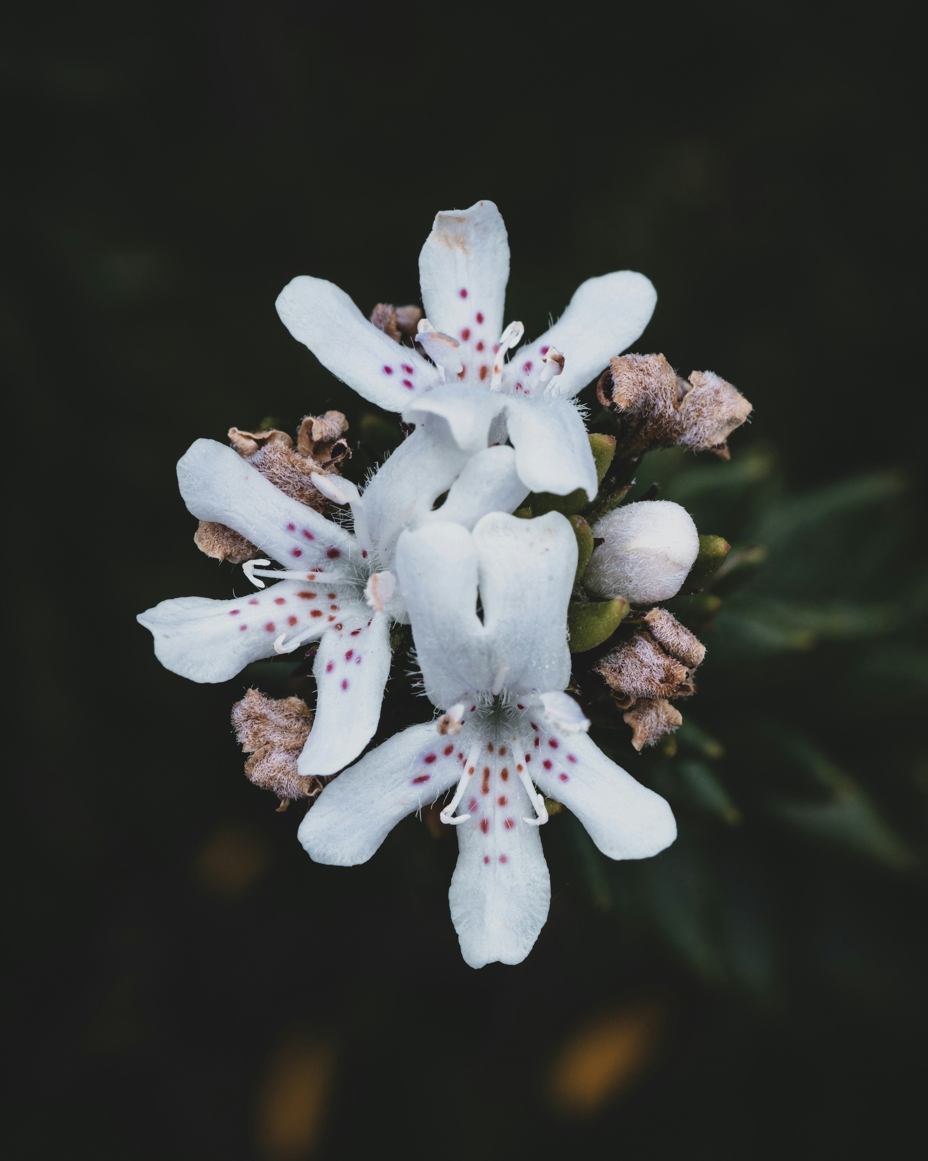 Zen | 10 best free zen, flower, australia and plant photos on Unsplash