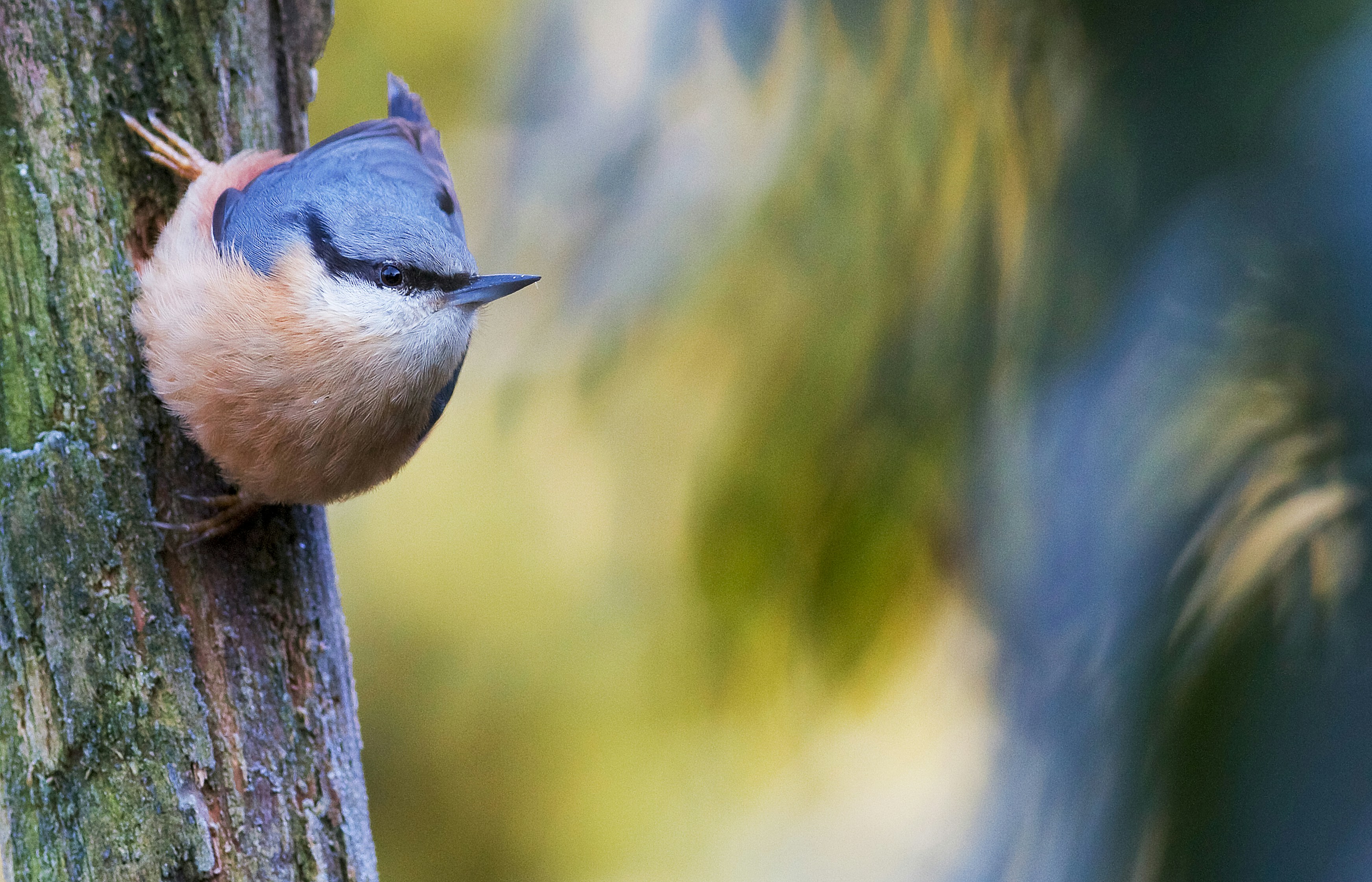 Nuthatch on Bark: a cobalt-capped perch in sunlit woodland