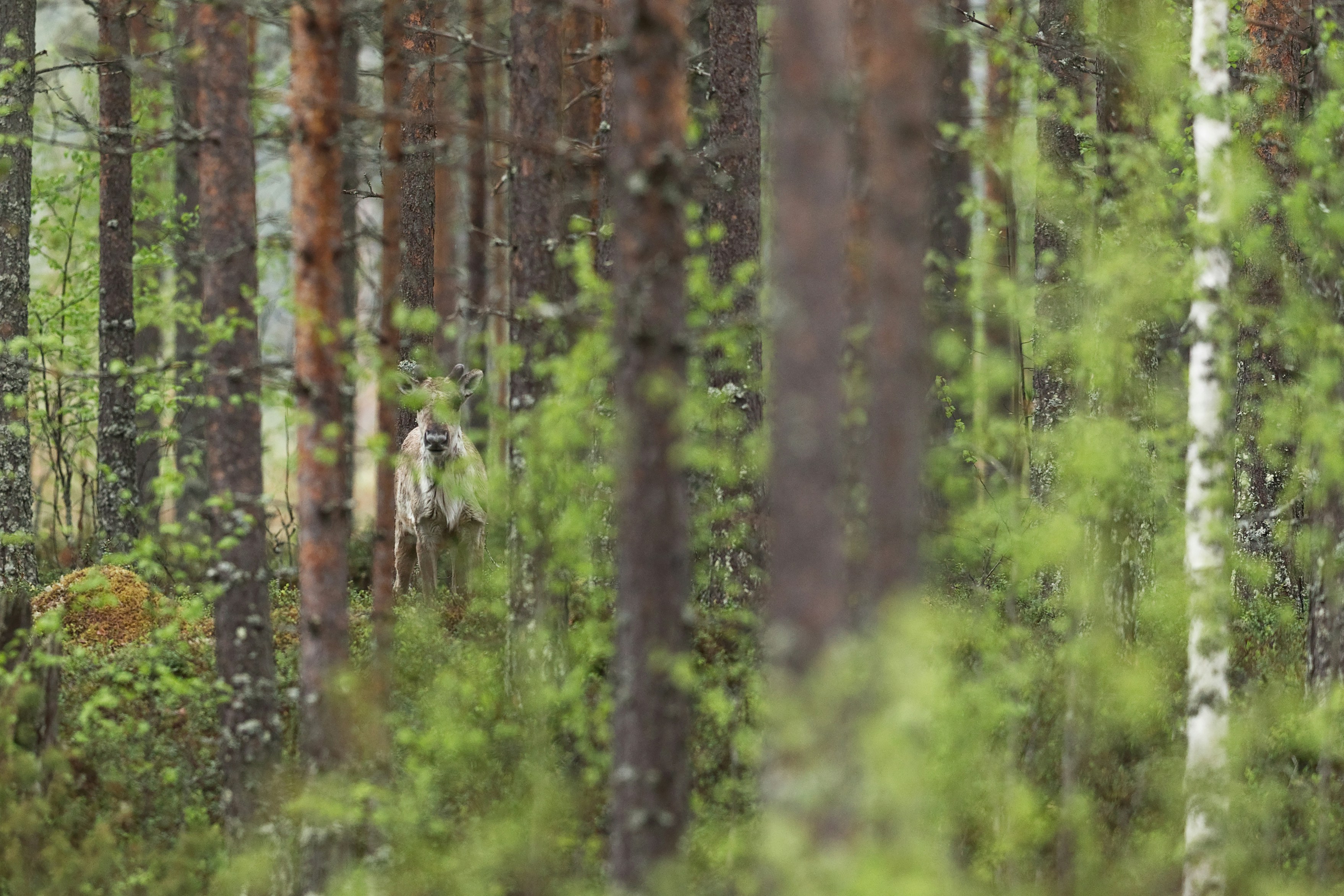 Grey Wolf Among Slender Pines in a Misty Forest