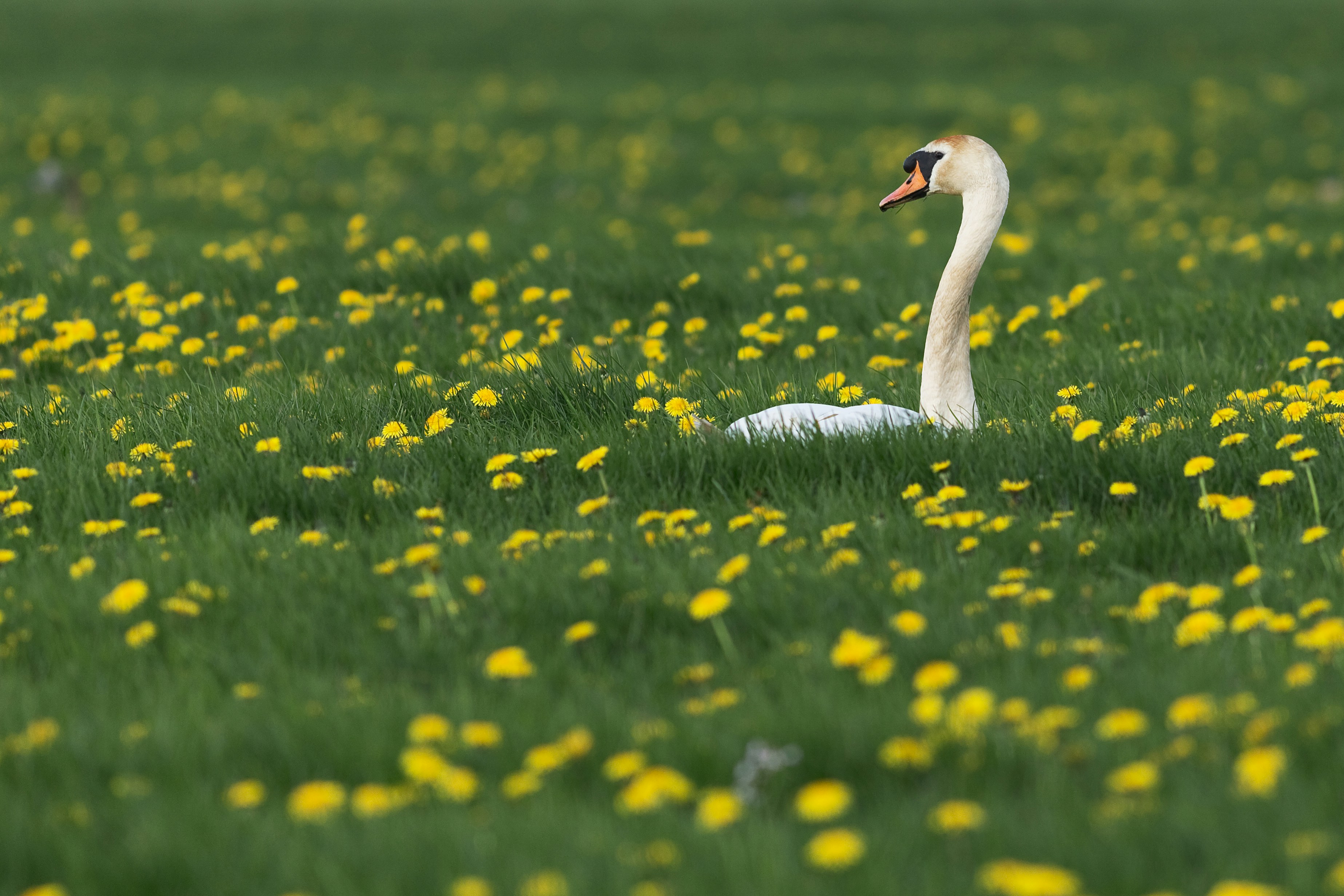 White Swan in a Meadow of Yellow Dandelions