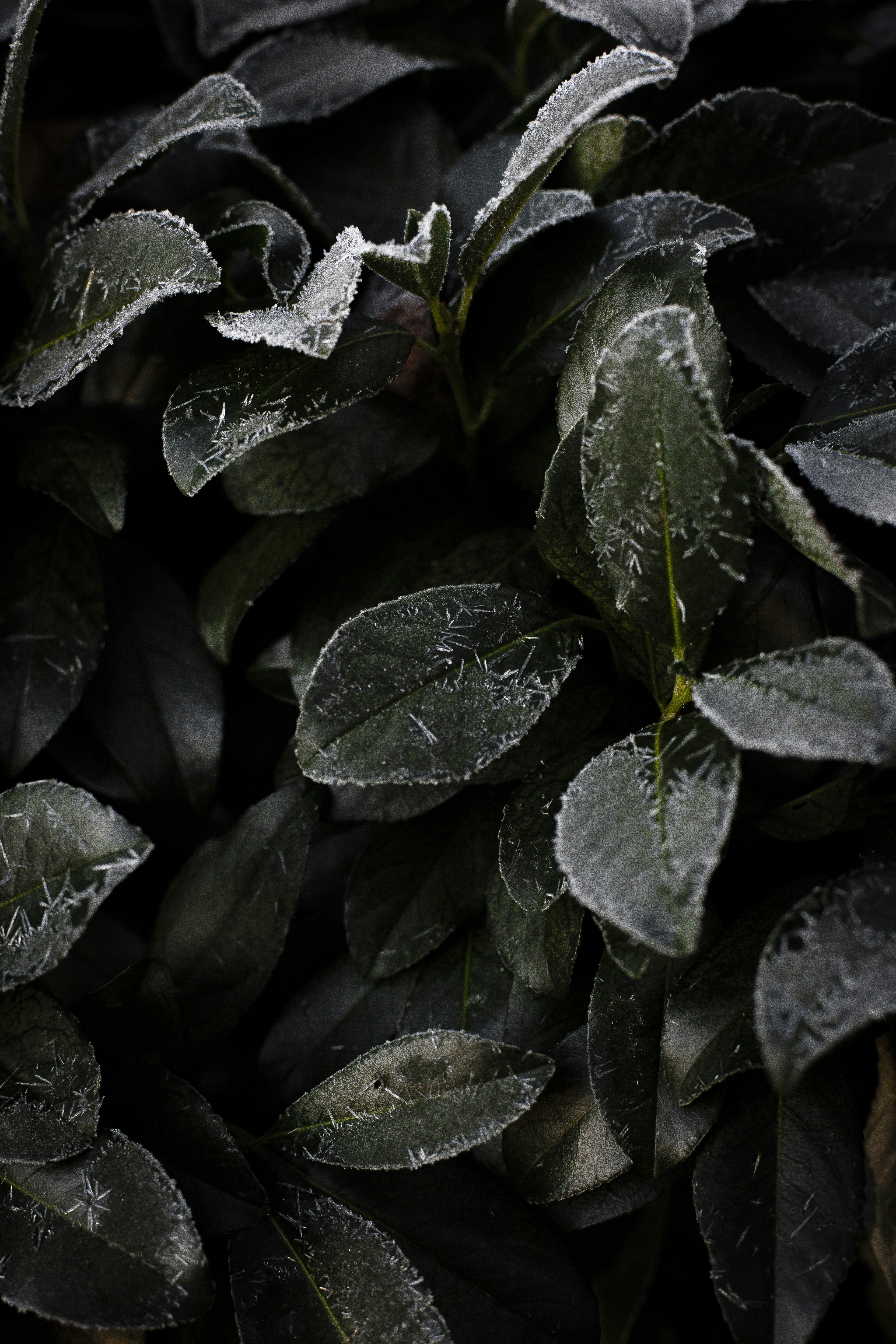 Frosted Foliage: Night-Softened Leaves in Winter Veil