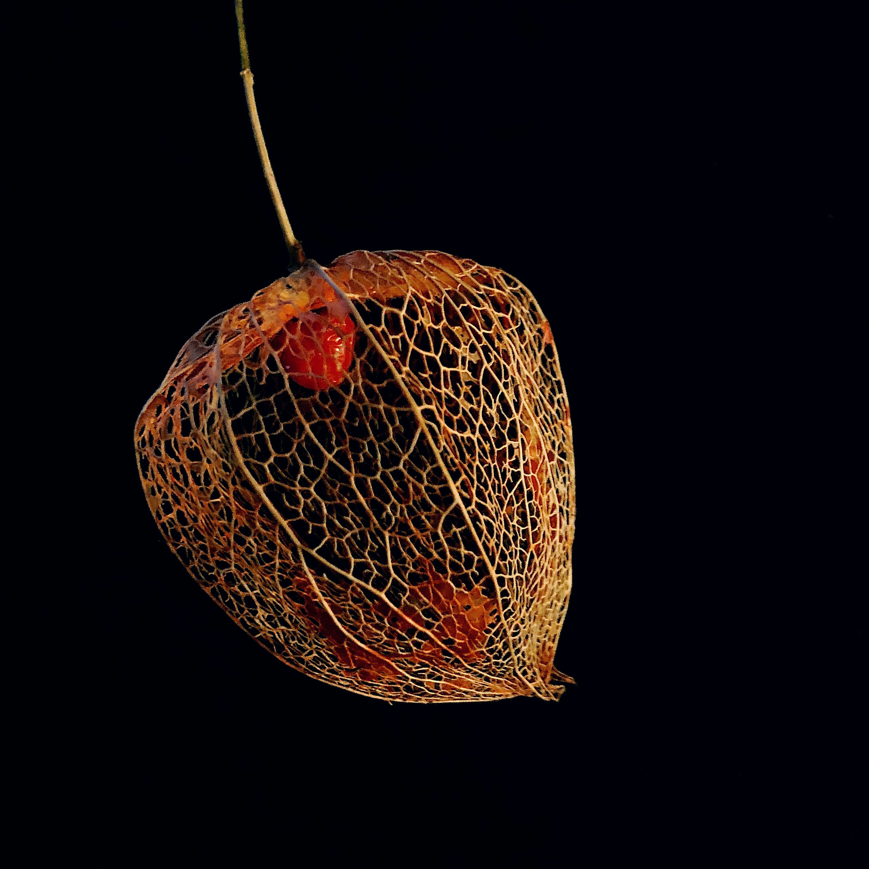orange and red flower