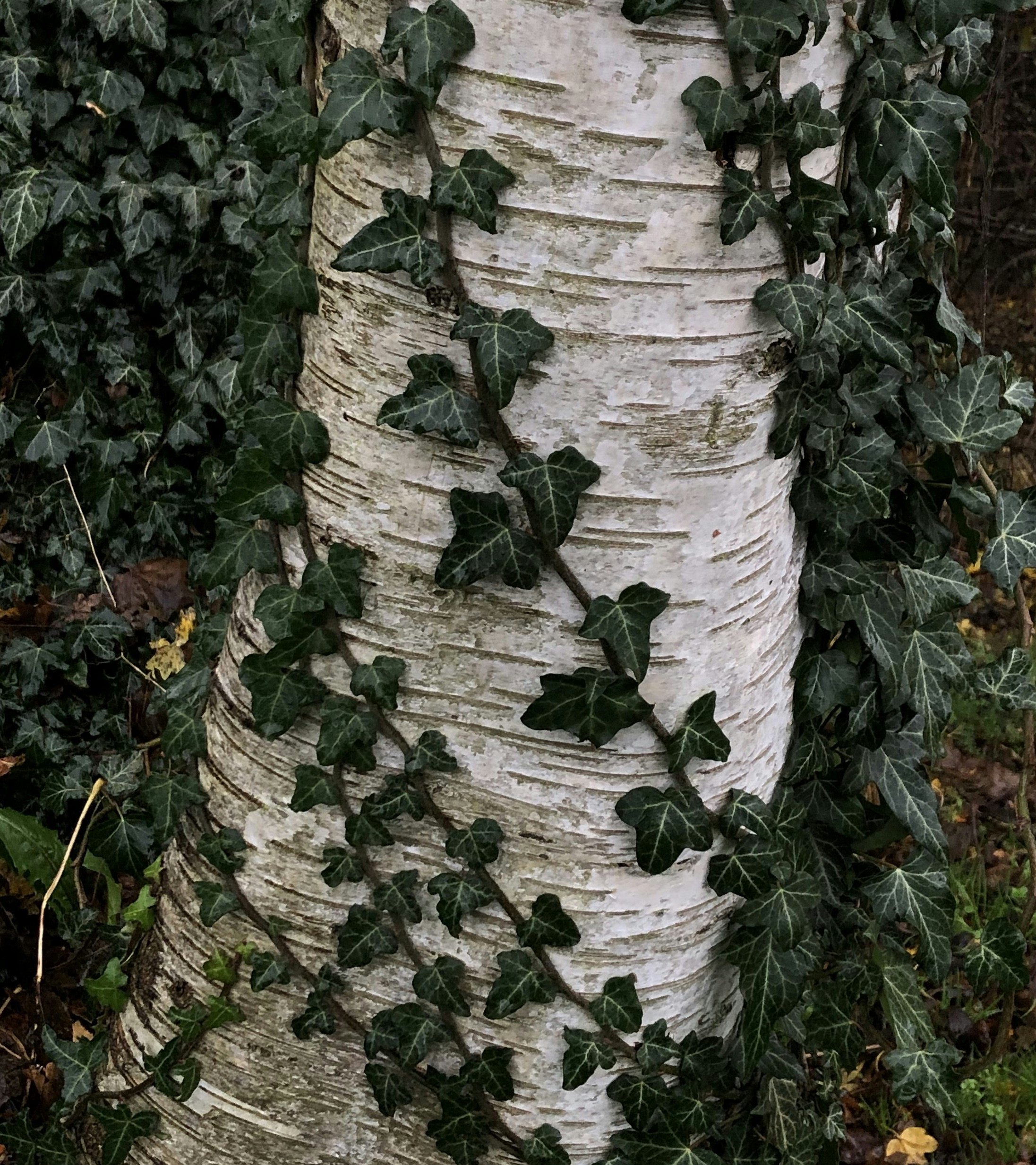 Ivory Birch Wrapped in a Veil of Ivy