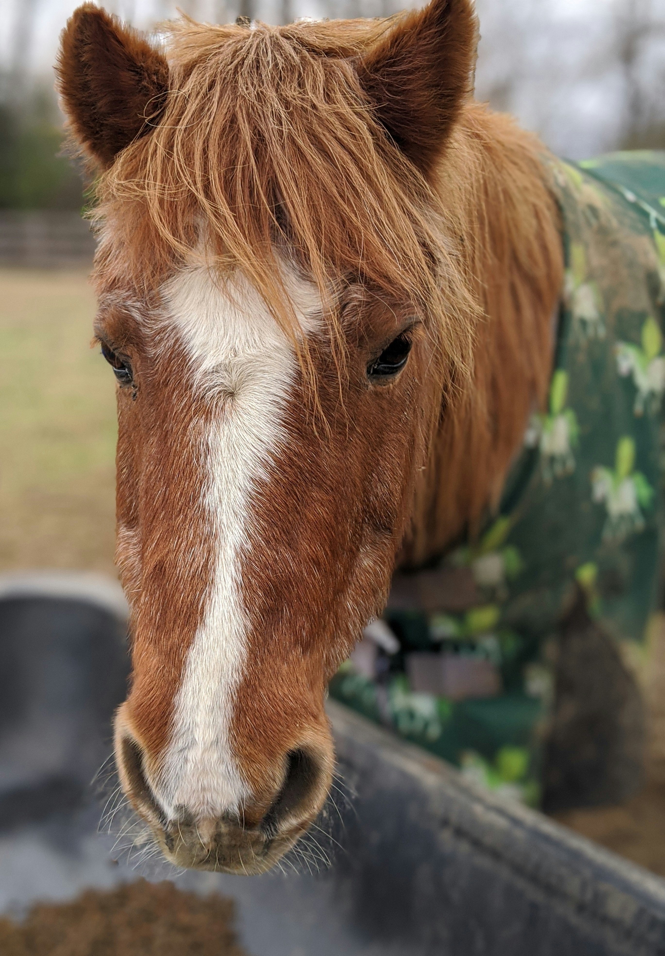 Blaze and Gaze: A Close-Up Portrait of a Chestnut Horse