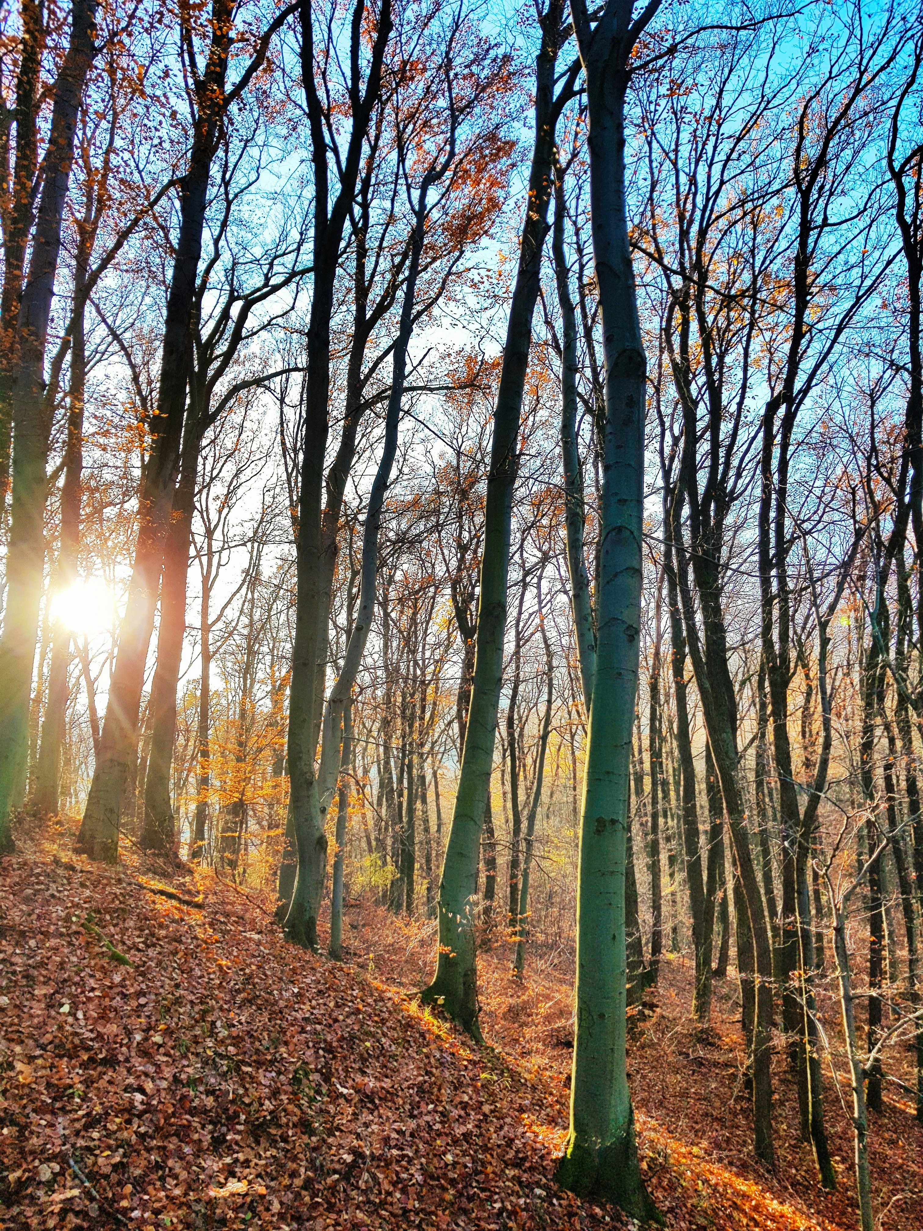 Row of trees photo – Free Pécs Image on Unsplash