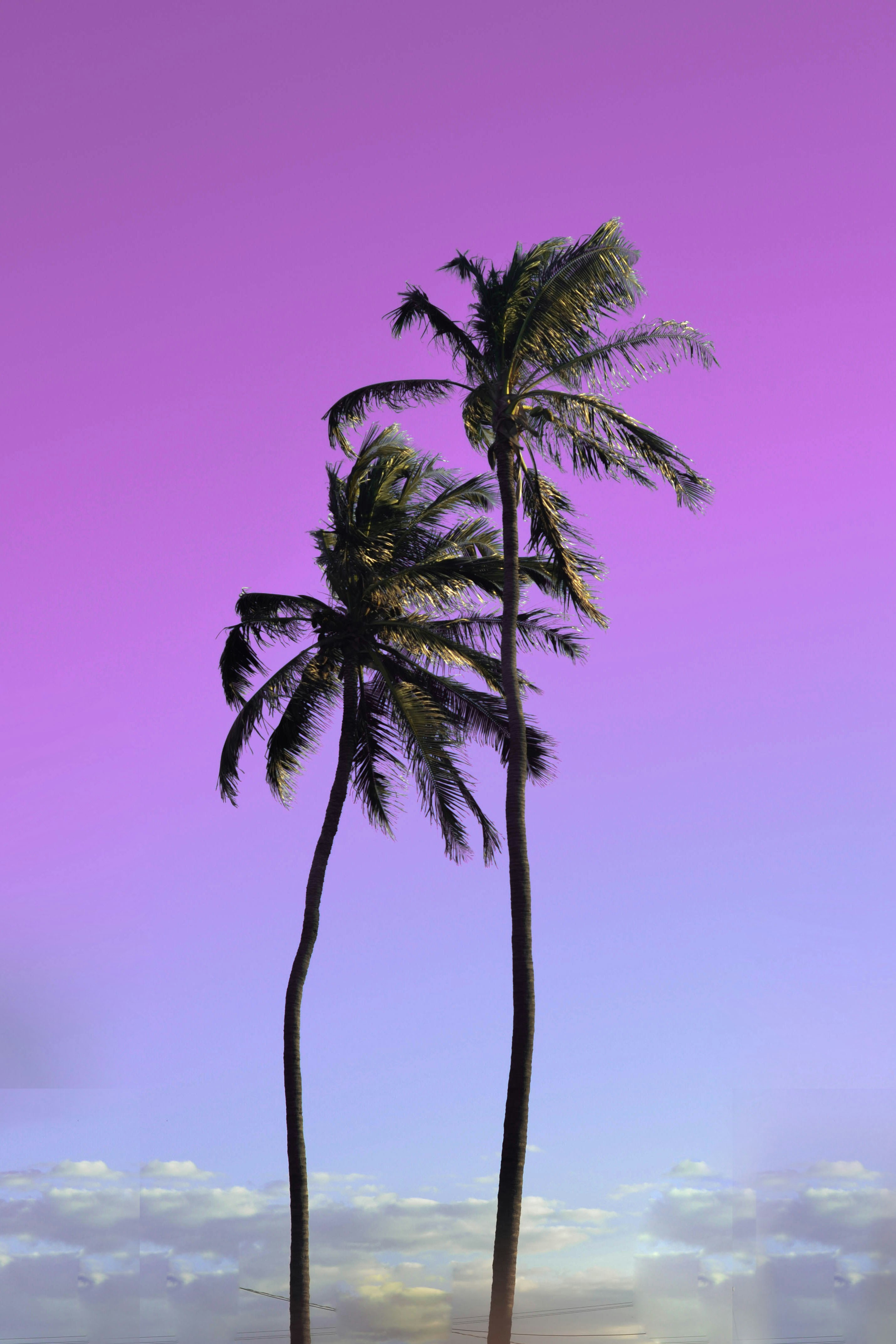 Two palm trees silhouetted against a vibrant purple sky at twilight, with soft clouds in the background.
