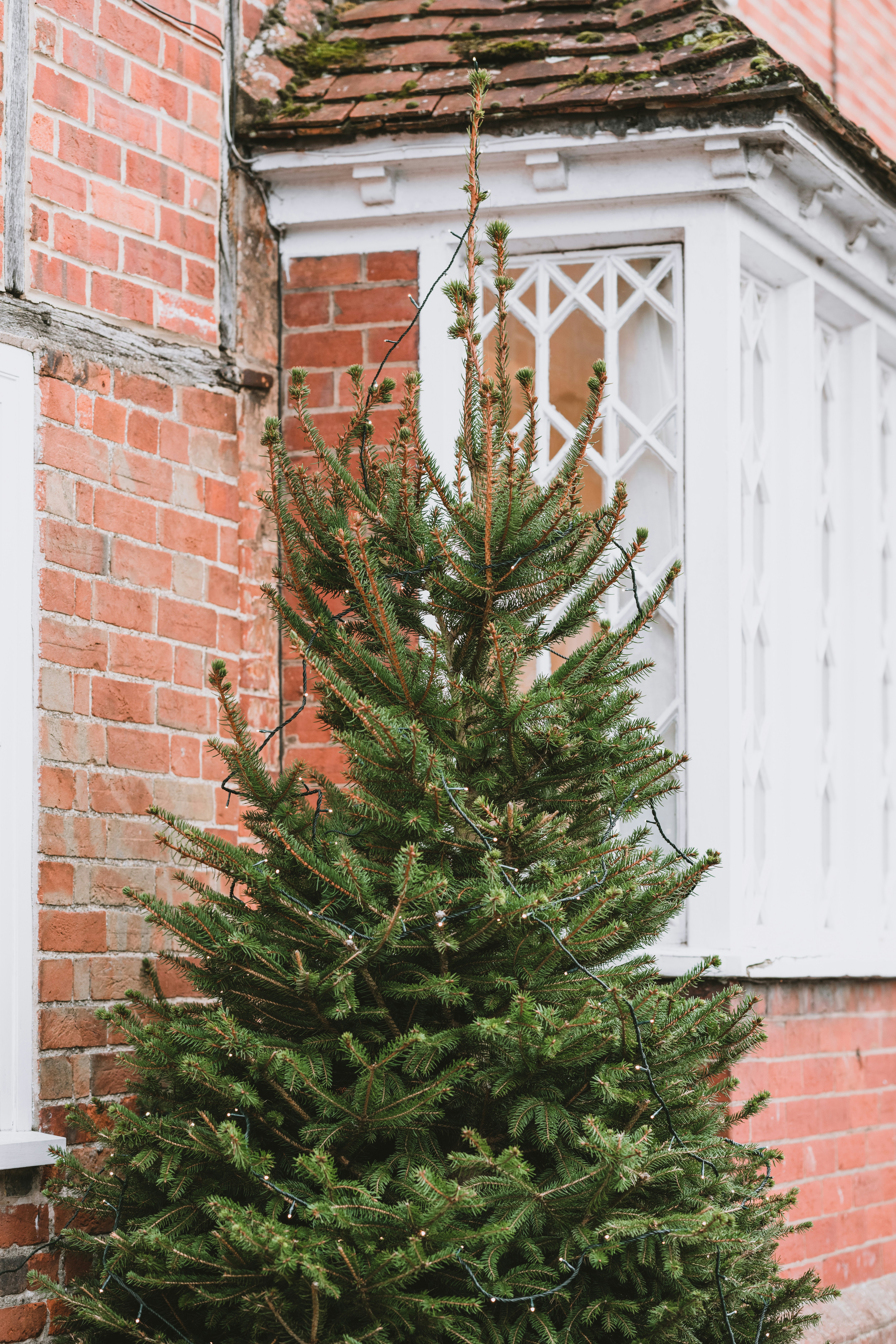 Evergreen Corner: A Christmas Tree Reaches for a Weathered Window