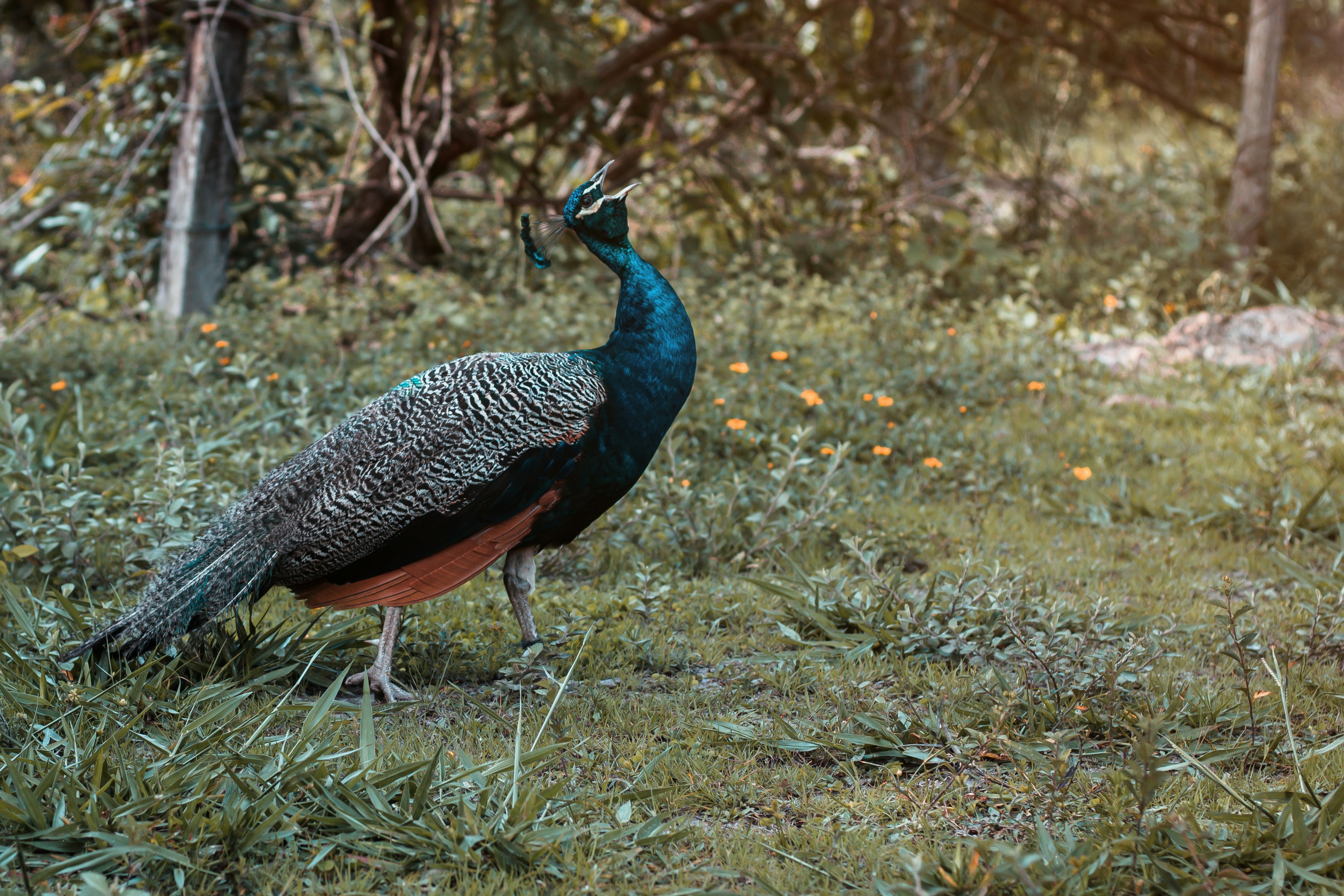 Emerald Crest at the Mossy Edge: A Peacock's Quiet Parade