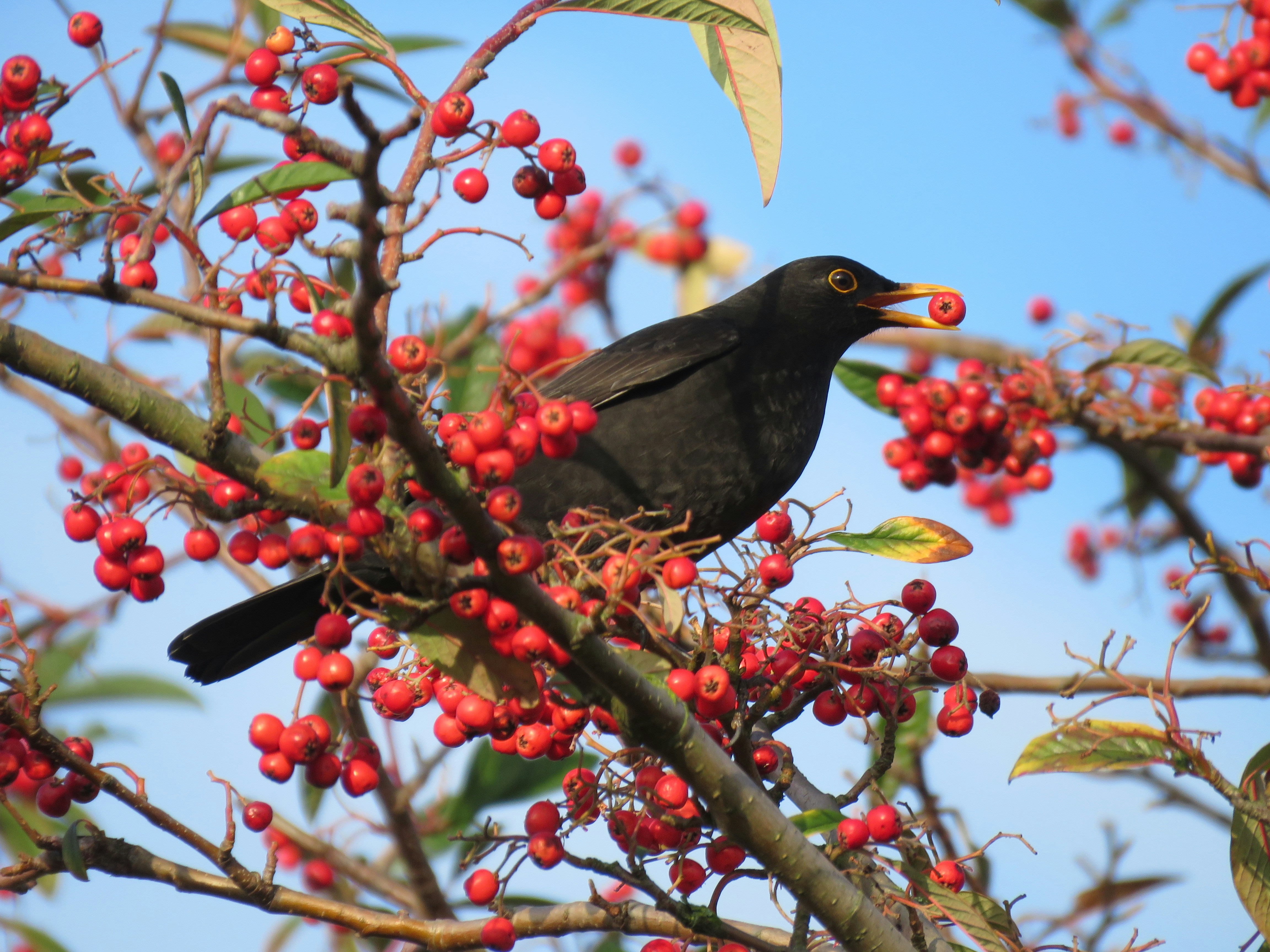 Oiseau noir perché sur un arbre à baies rouges photo – Image gratuite ...