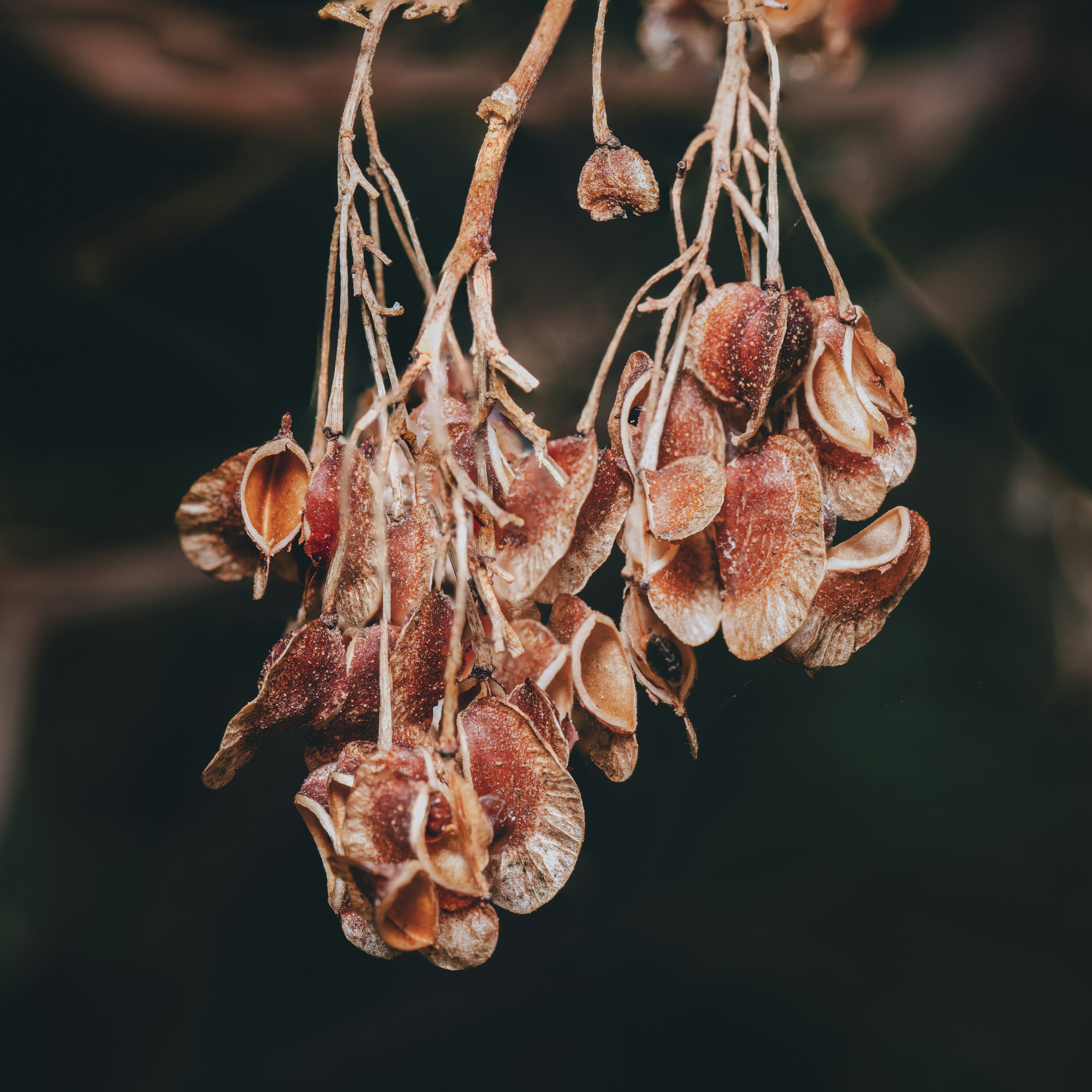 Frost-kissed seed pods: a delicate dusk of dried clusters