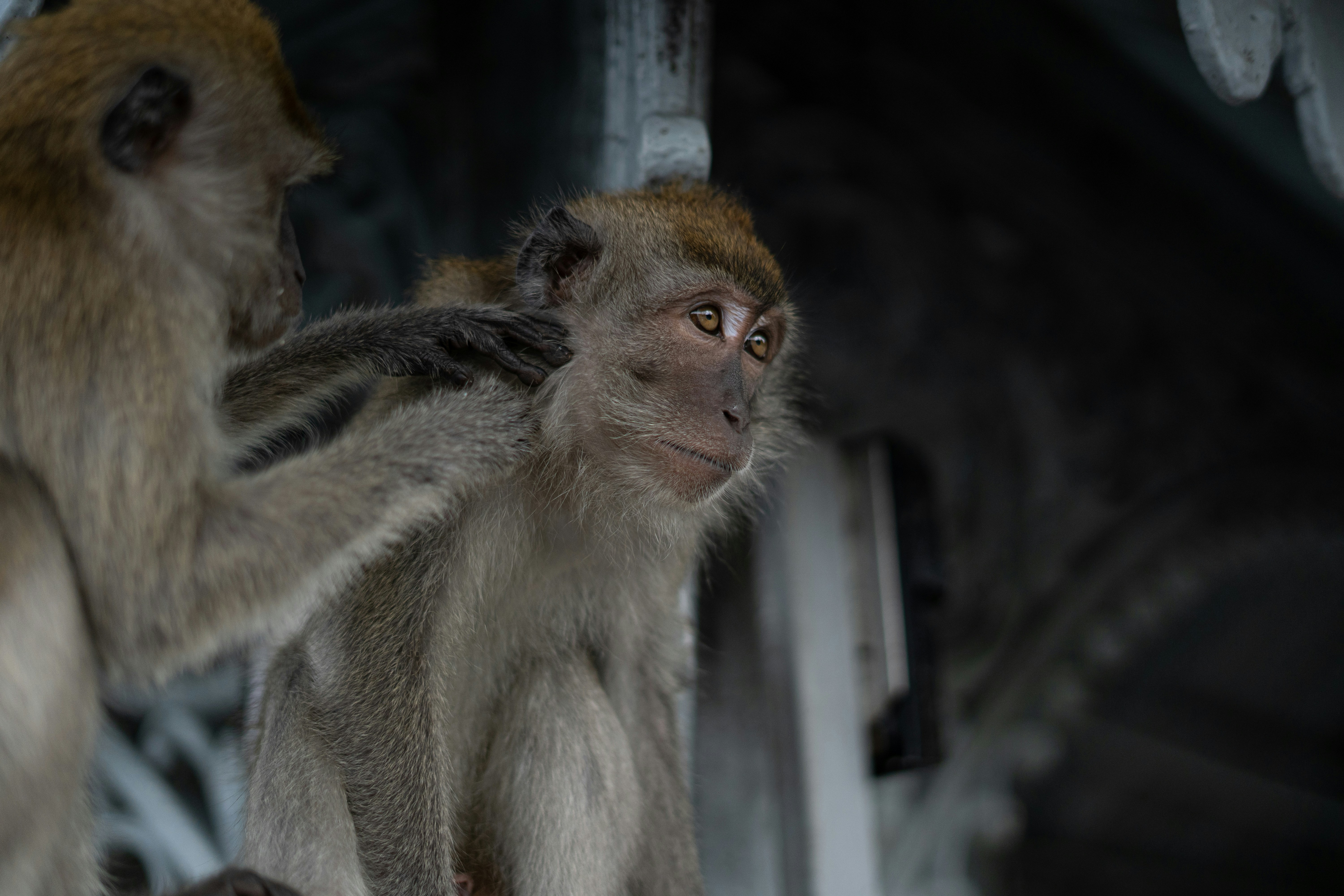 Curious Pair on a Weathered Balcony