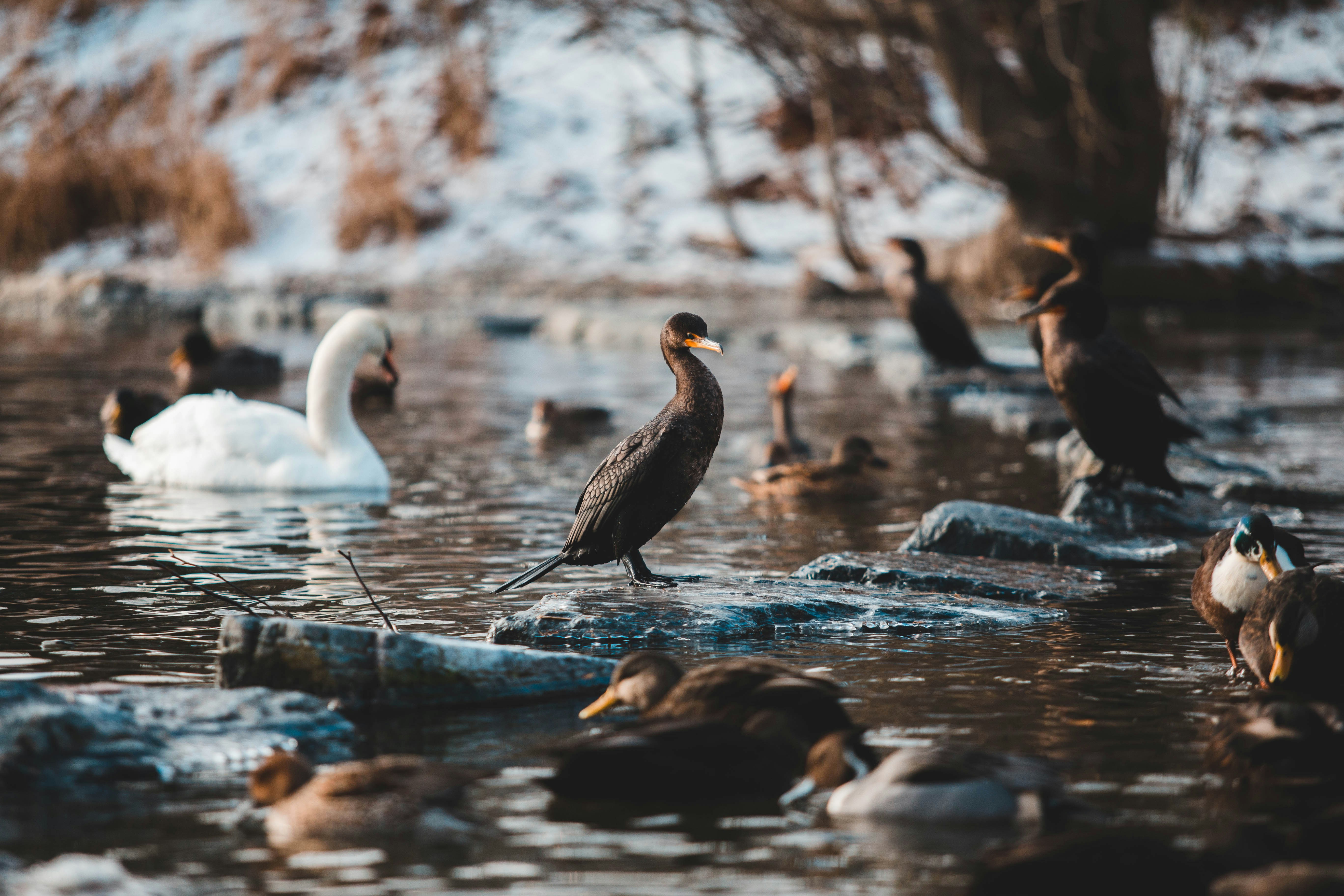 Lone Cormorant on a Sun-Warmed Log, Observing a Quiet Pond