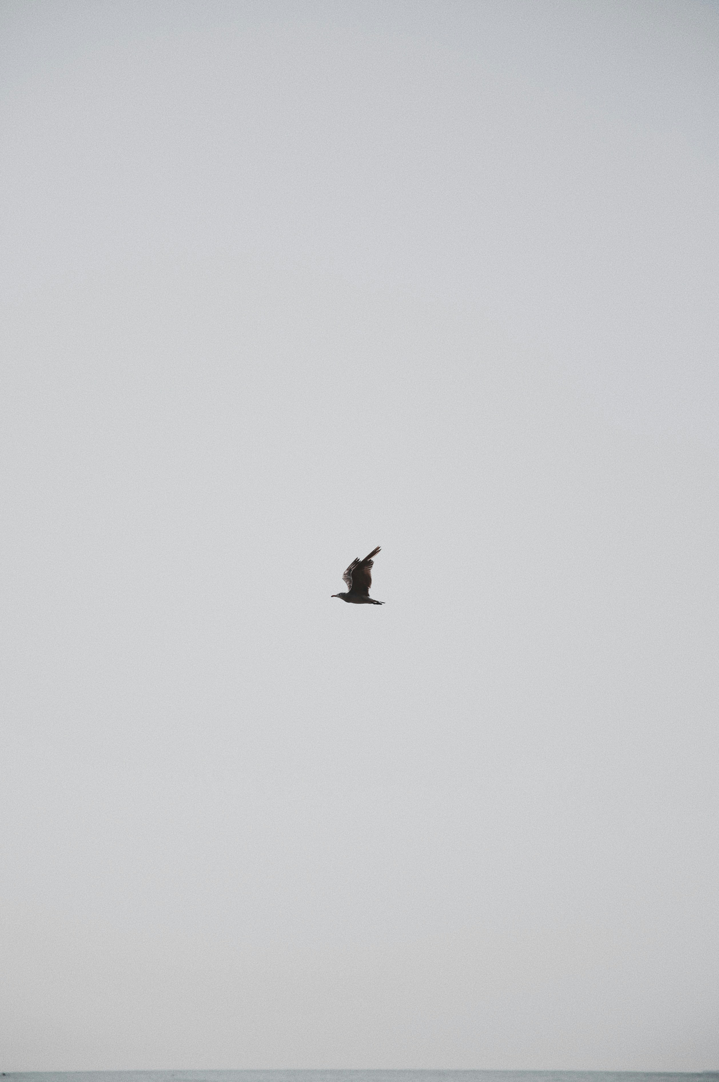 Bird soaring gracefully over calm ocean waters under a pale sky.