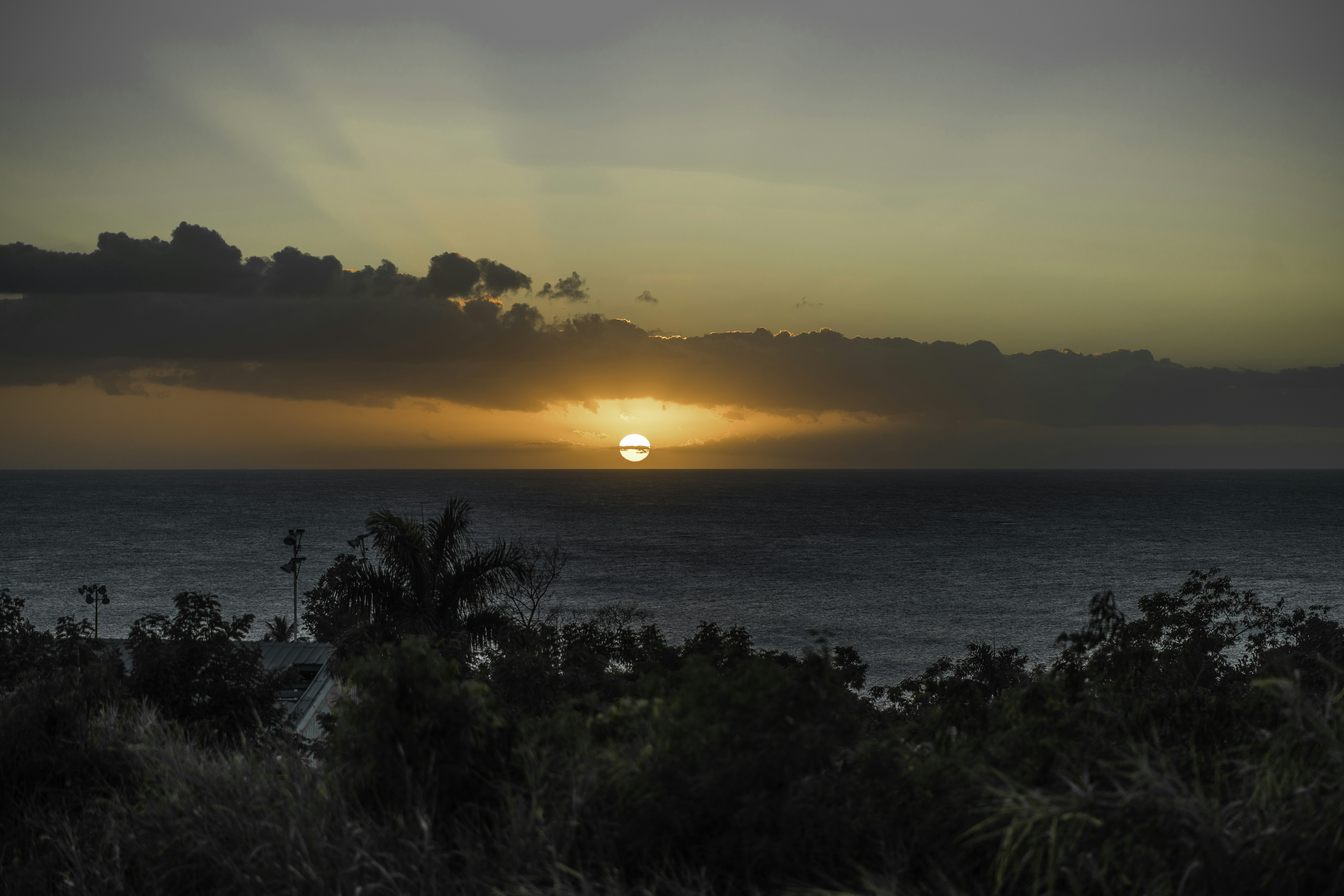 Trees near ocean photo – Free Nature Image on Unsplash