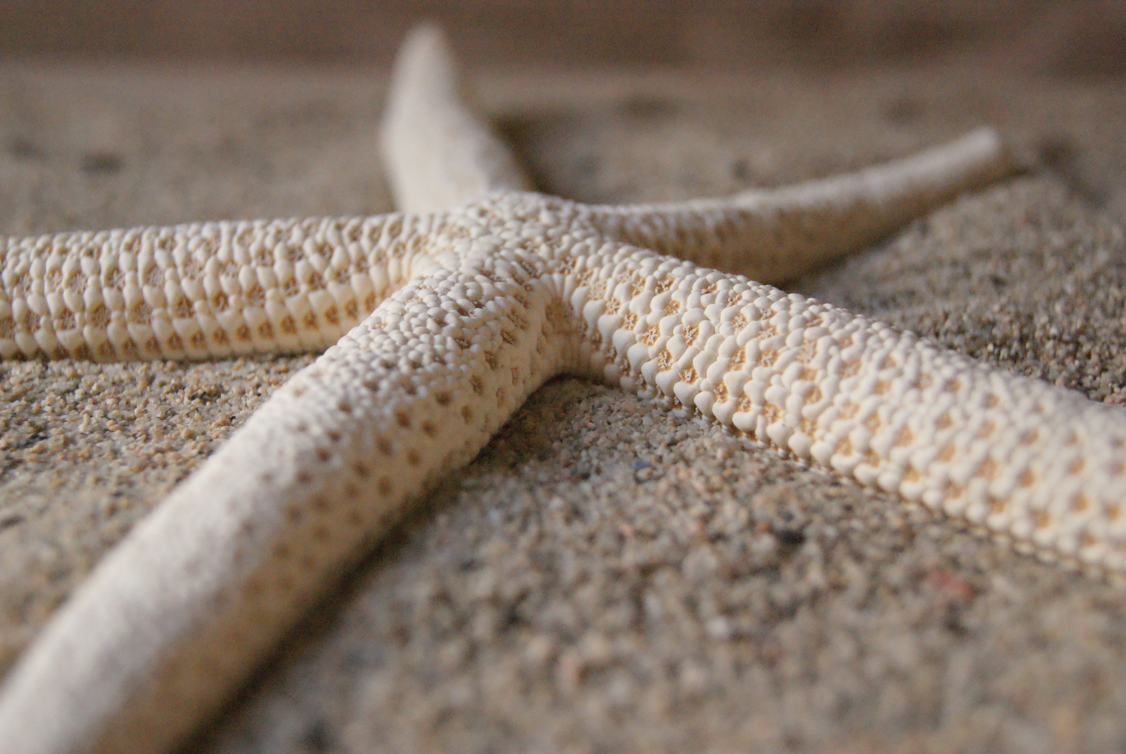 Macro photography of white starfish photo – Free Grey Image on Unsplash