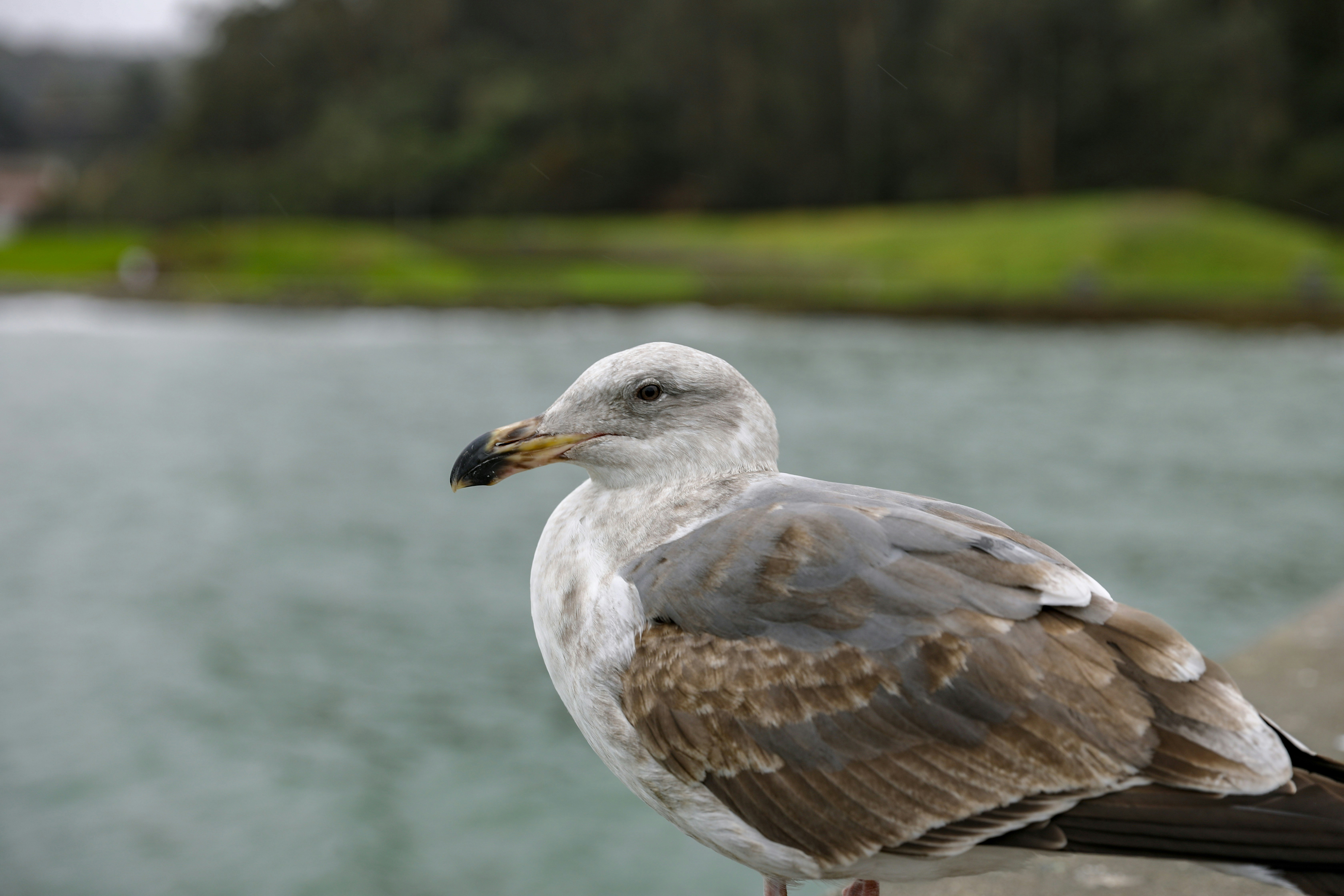 underwater photography of gray and brown bird