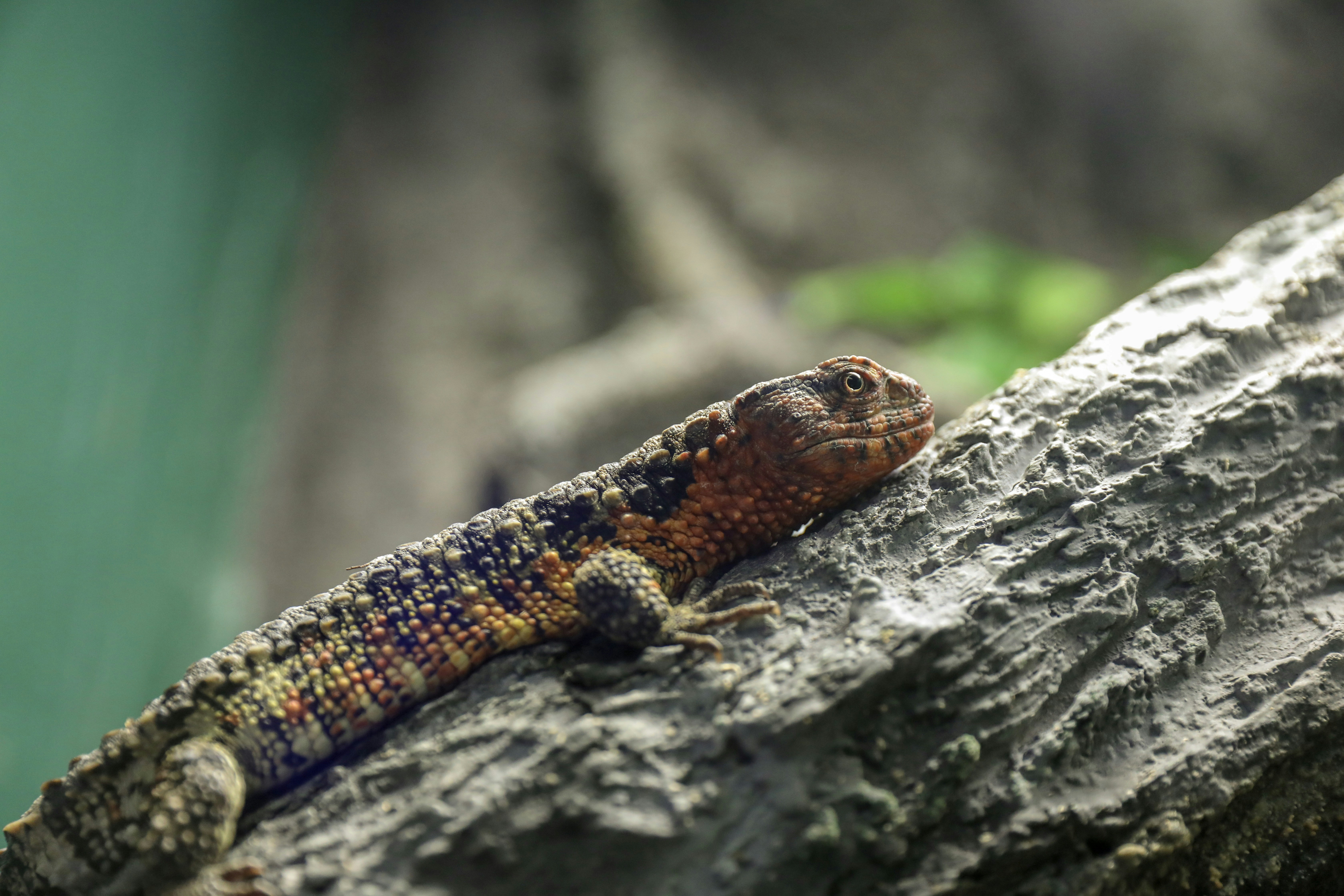 Macro photography of gray and orange alligator lizard photo – Free ...