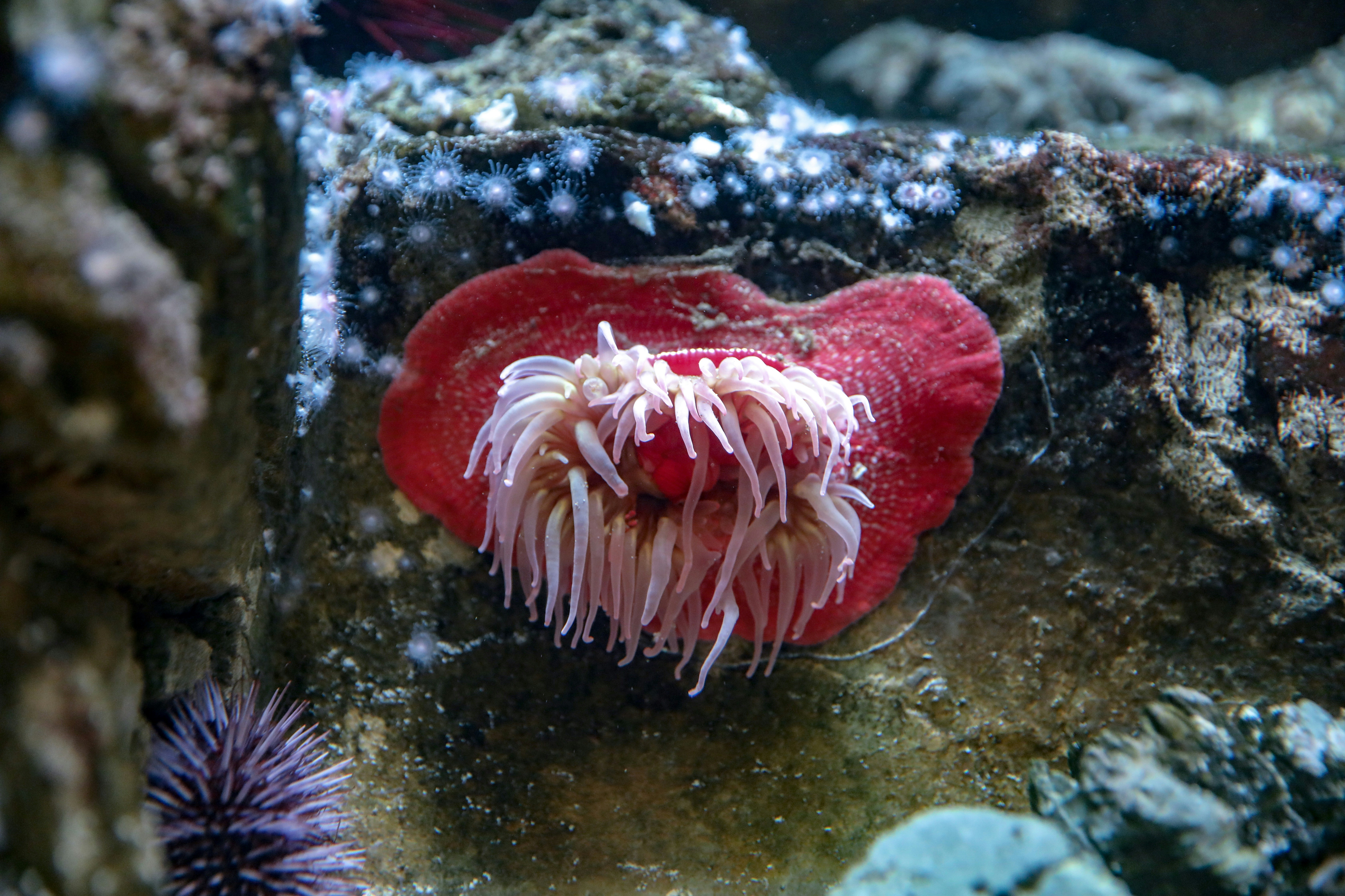 Crimson Sea Anemone with White Tentacles Gracing a Coral Cliff