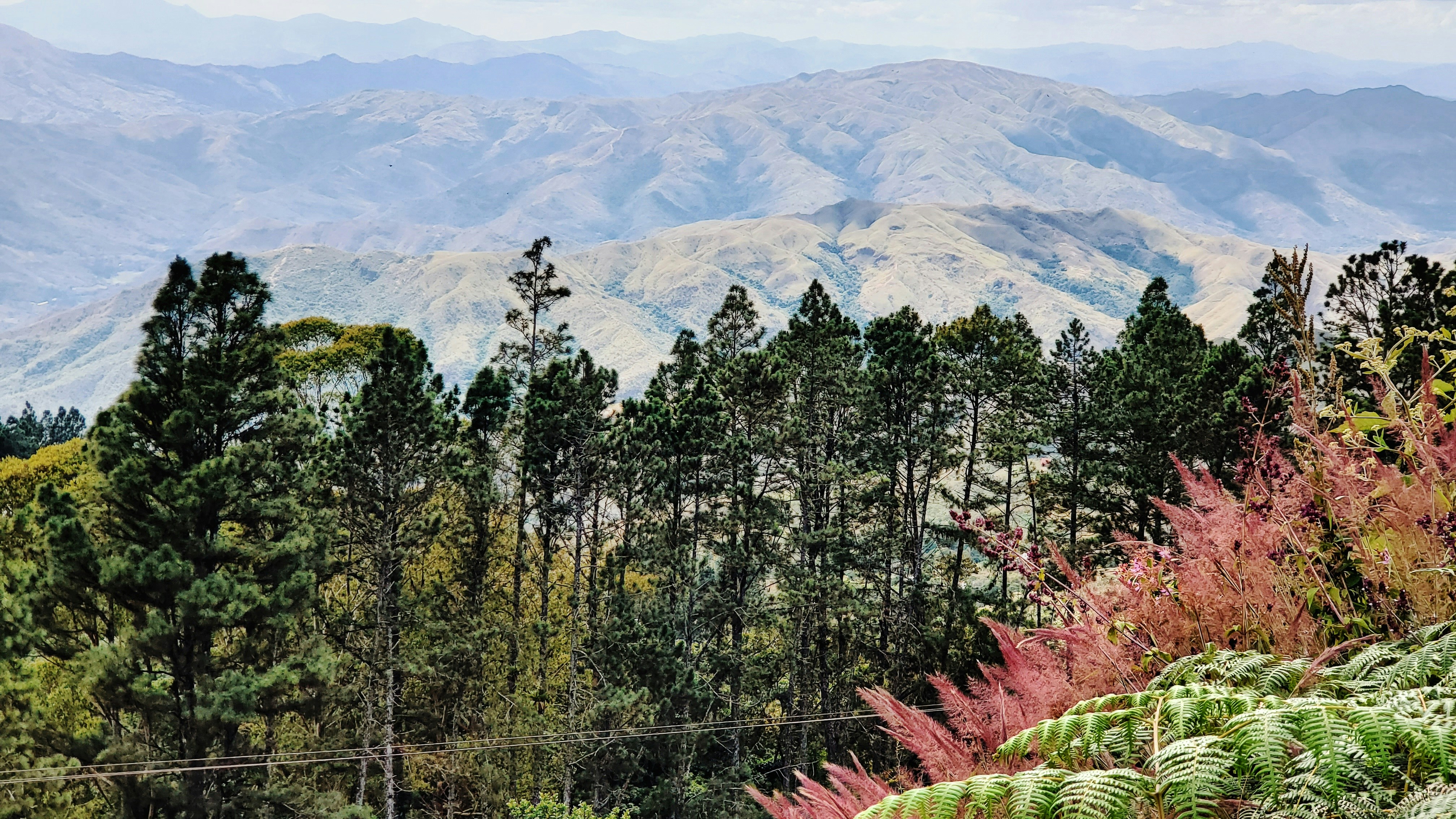 Pine Crest Over a Layered Mountain Range with Ruby Ferns