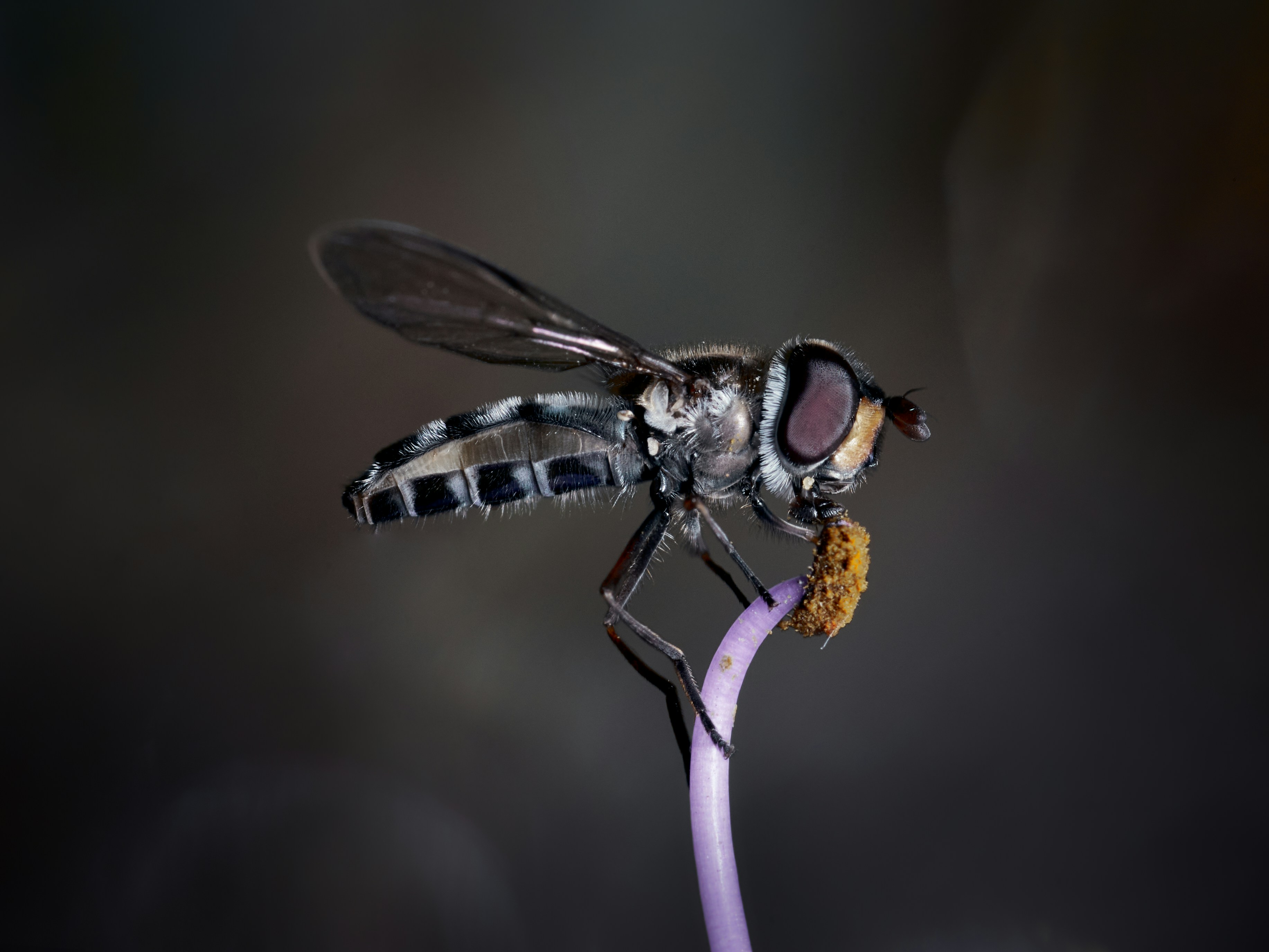 Hoverfly perched on a purple stem gathering pollen.