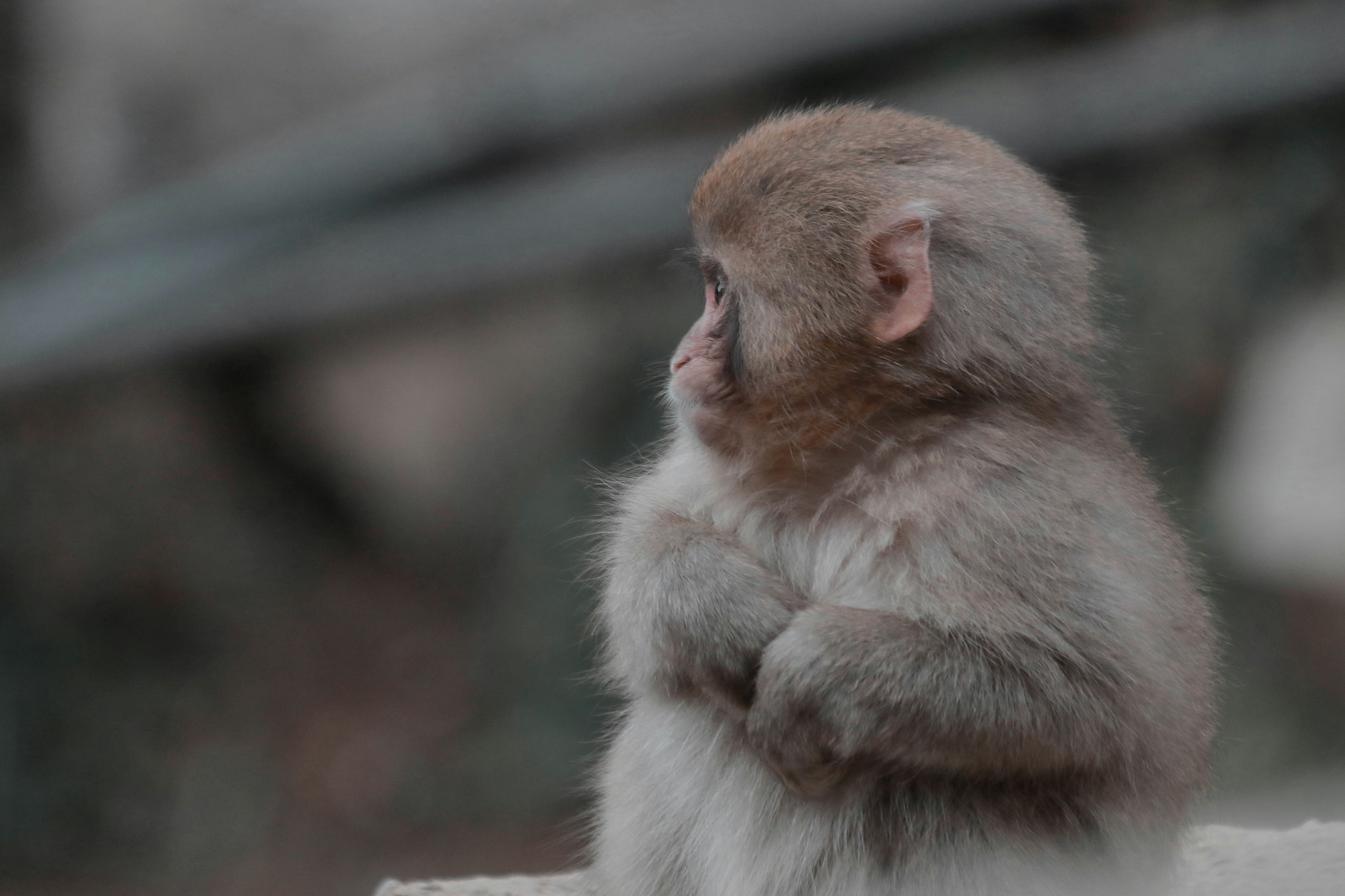 Curious Stare: A Gentle Moment with a Tiny Resident