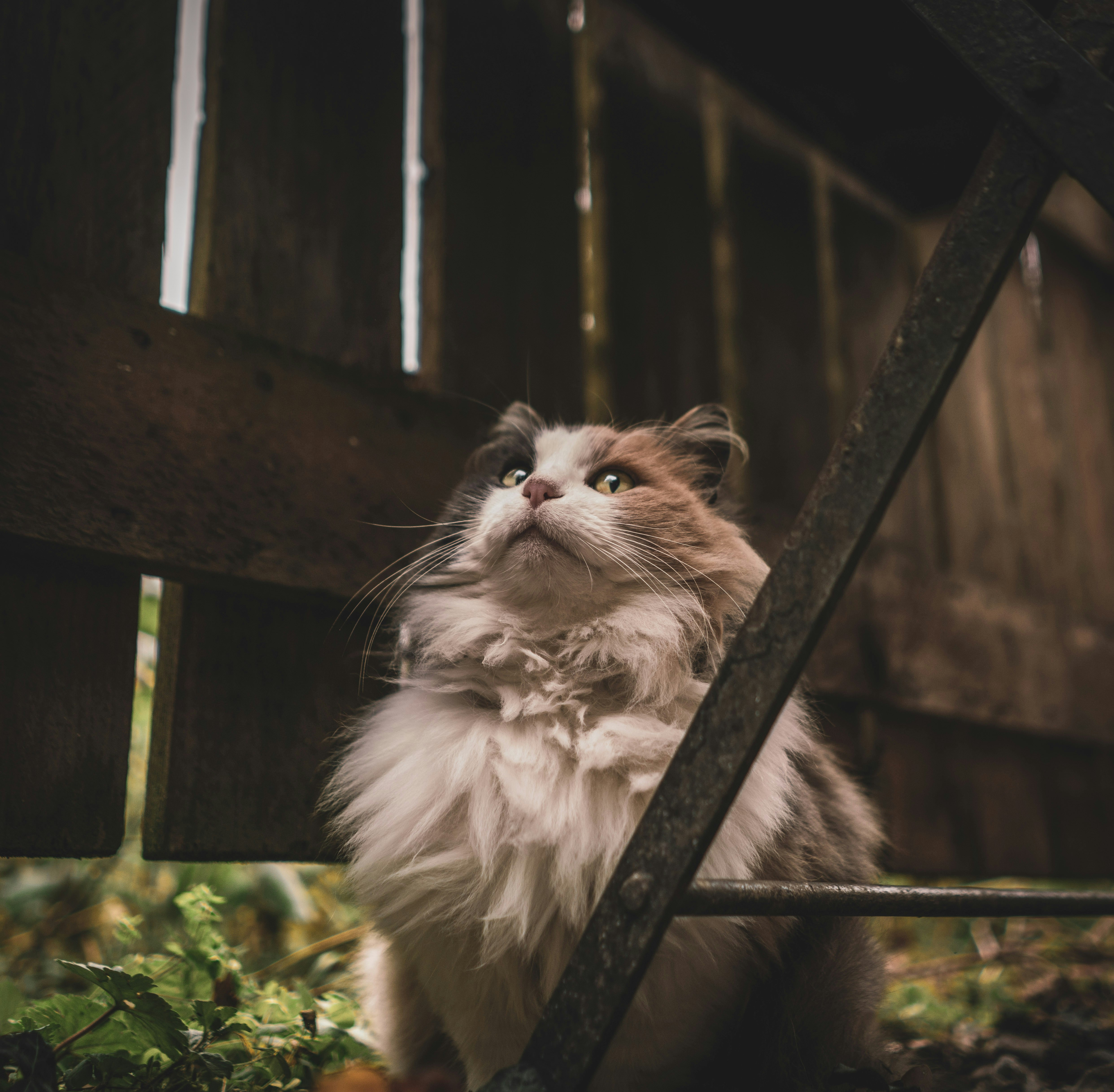 Fluffy cat gazing upward from beneath a wooden fence, surrounded by fallen leaves.