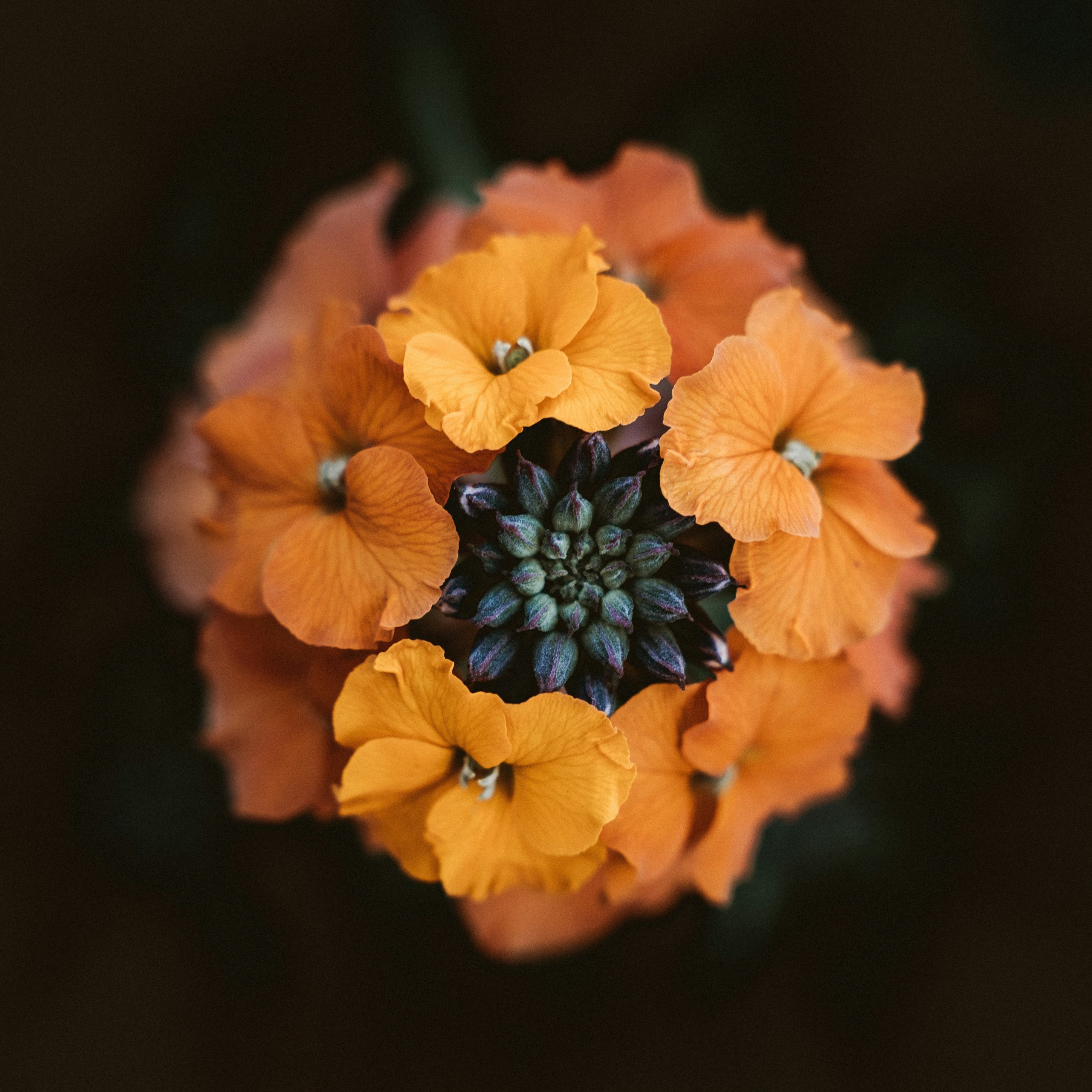 Central Bloom: A Macro Portrait of Orange Petal Society