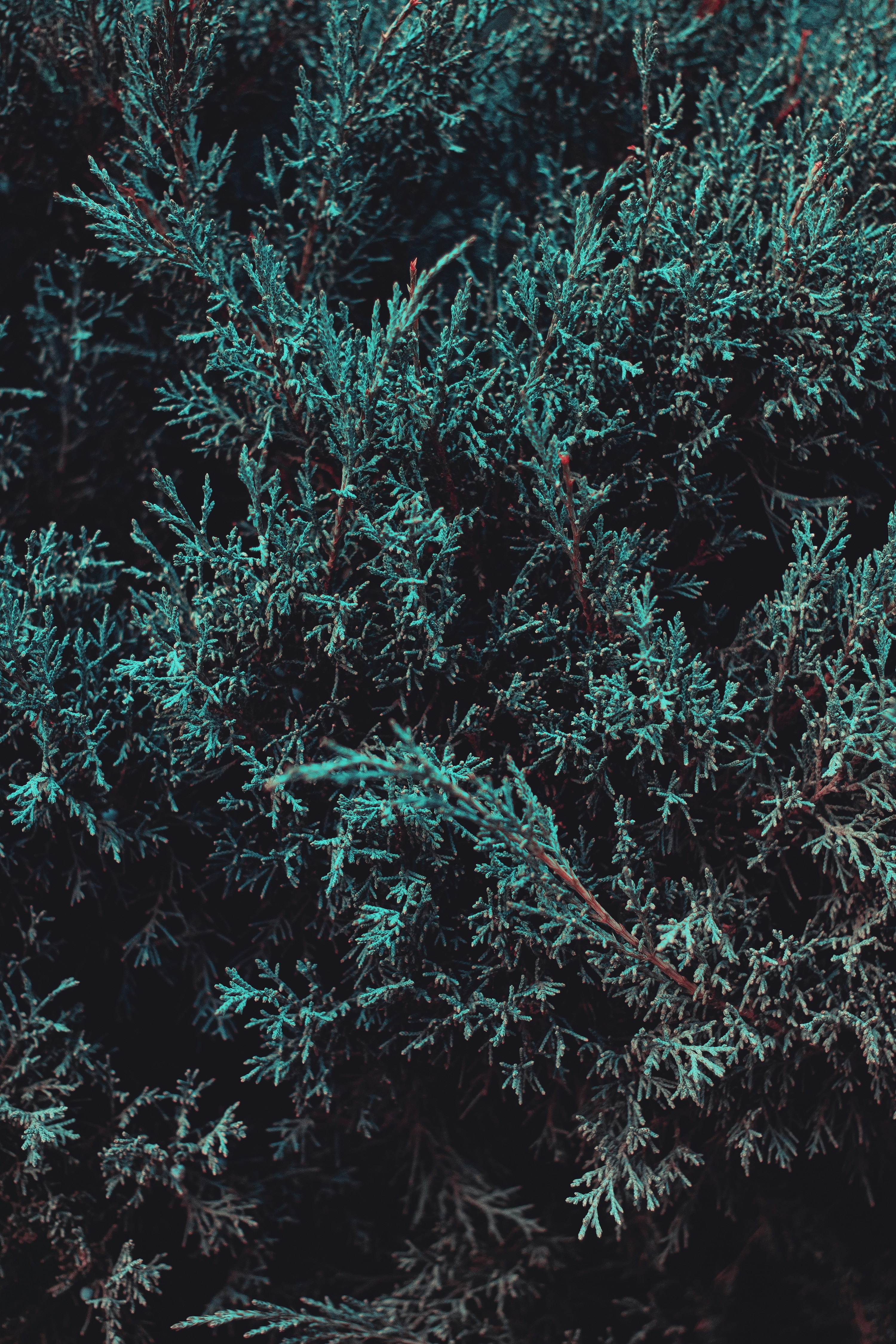 green-leafed tree