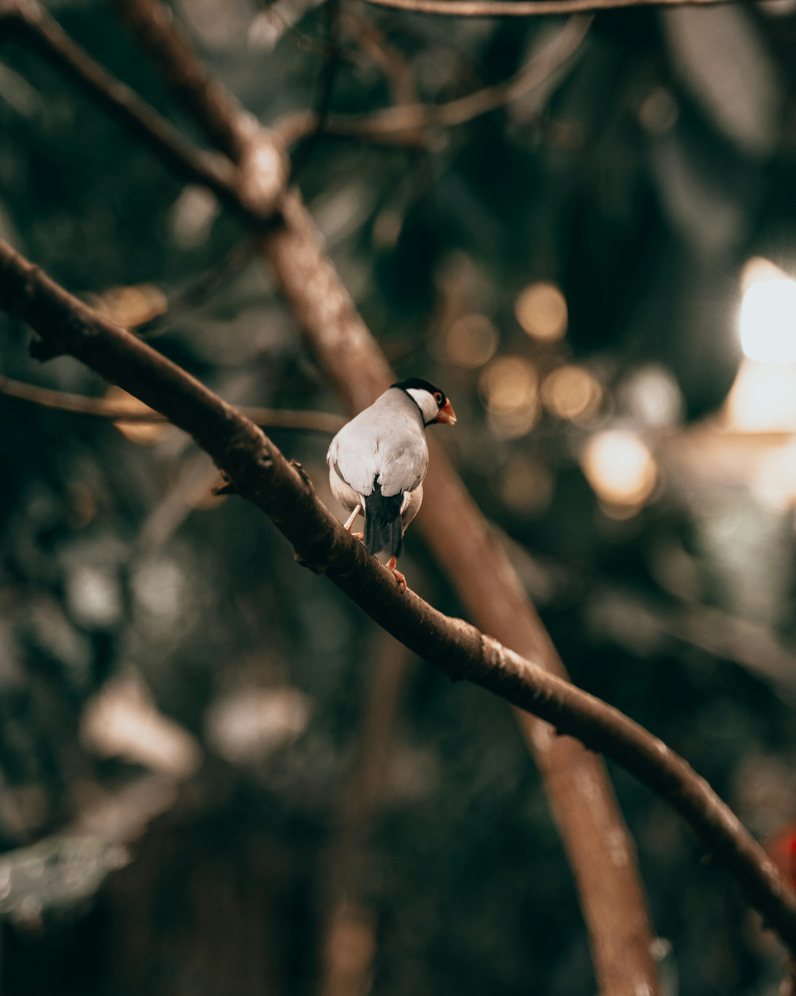 Whisper-White Watcher: lone passerine on a mossy branch beneath forest glow