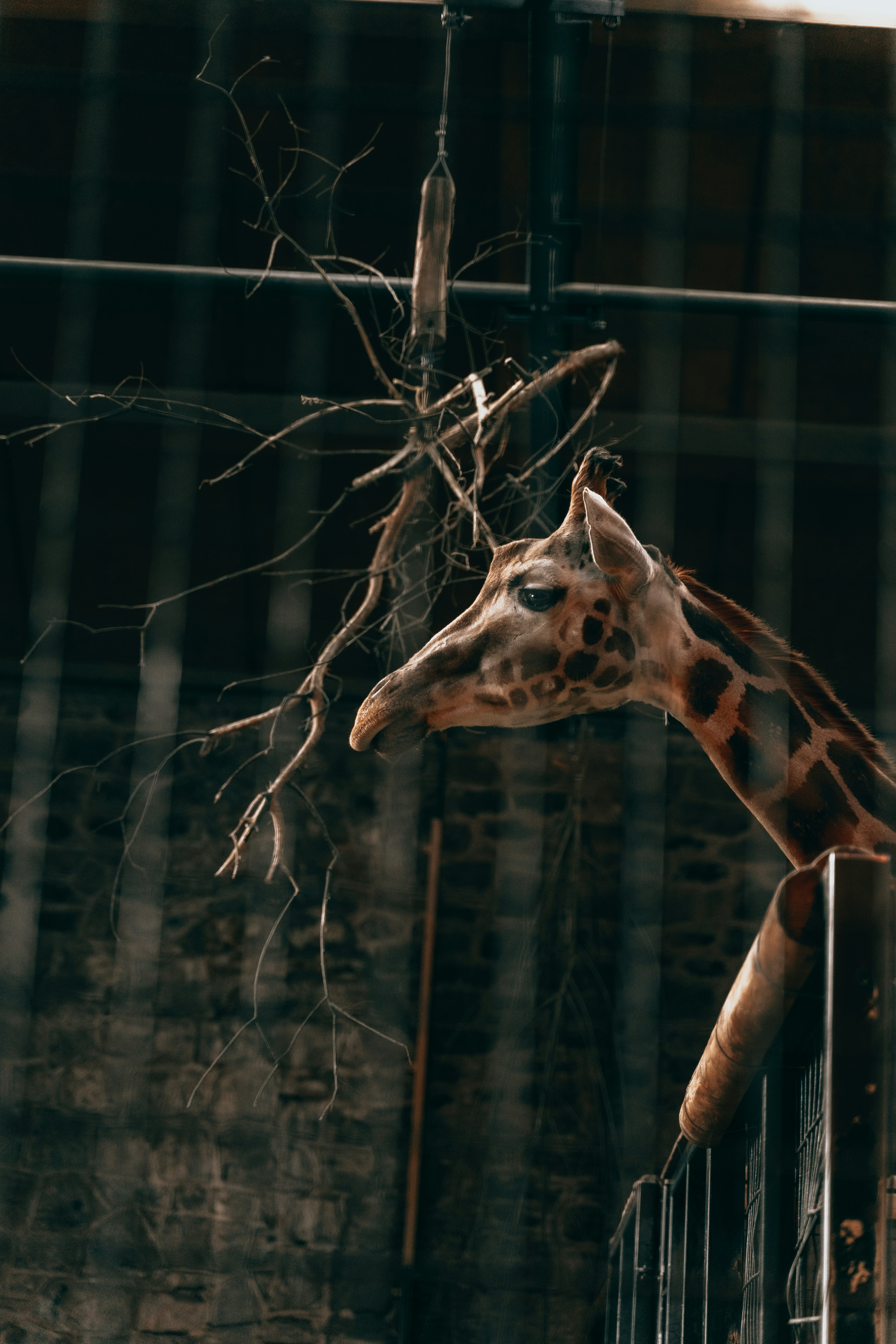Giraffe at the Fence: a quiet gaze through a dim zoo enclosure
