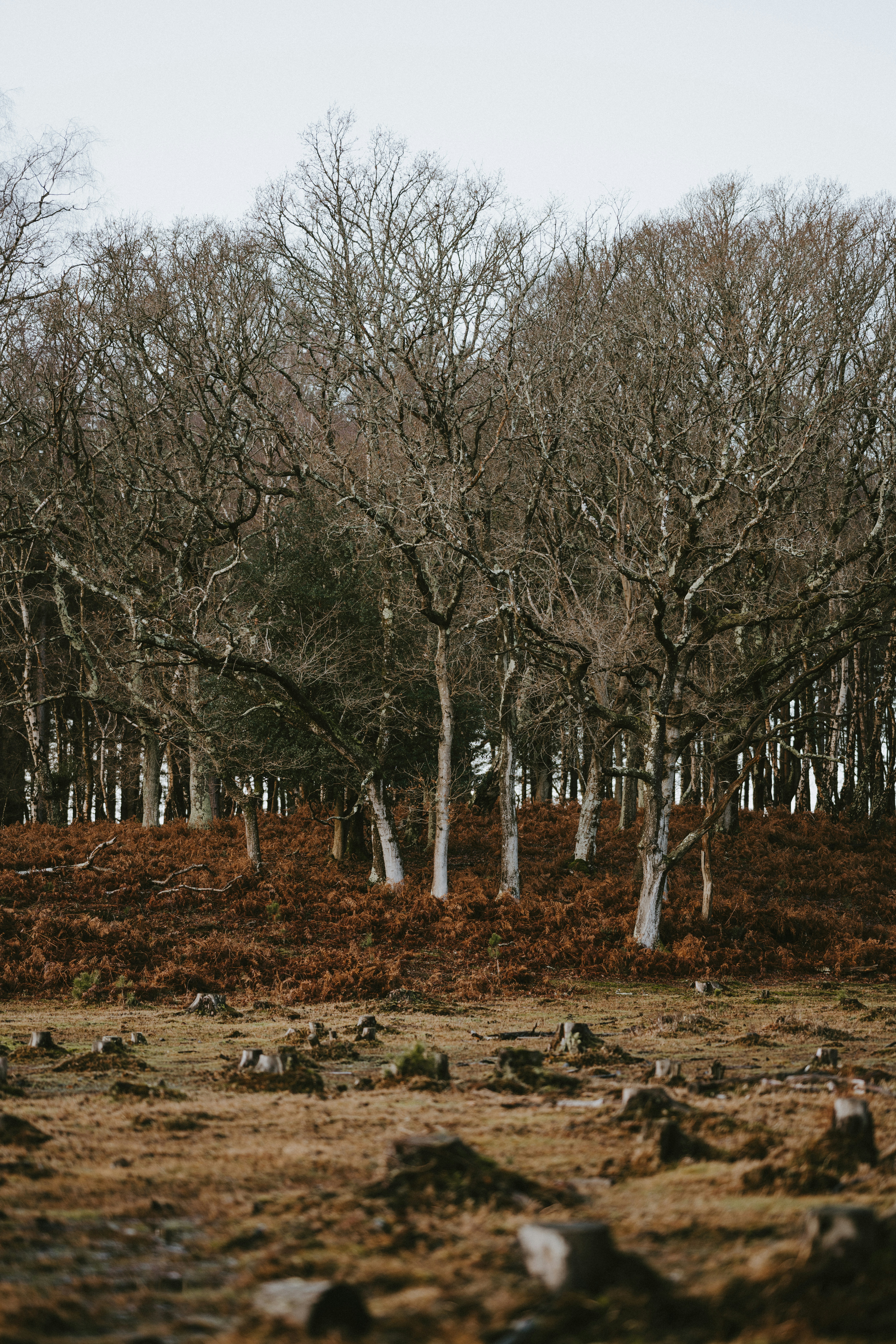 green-leafed tree