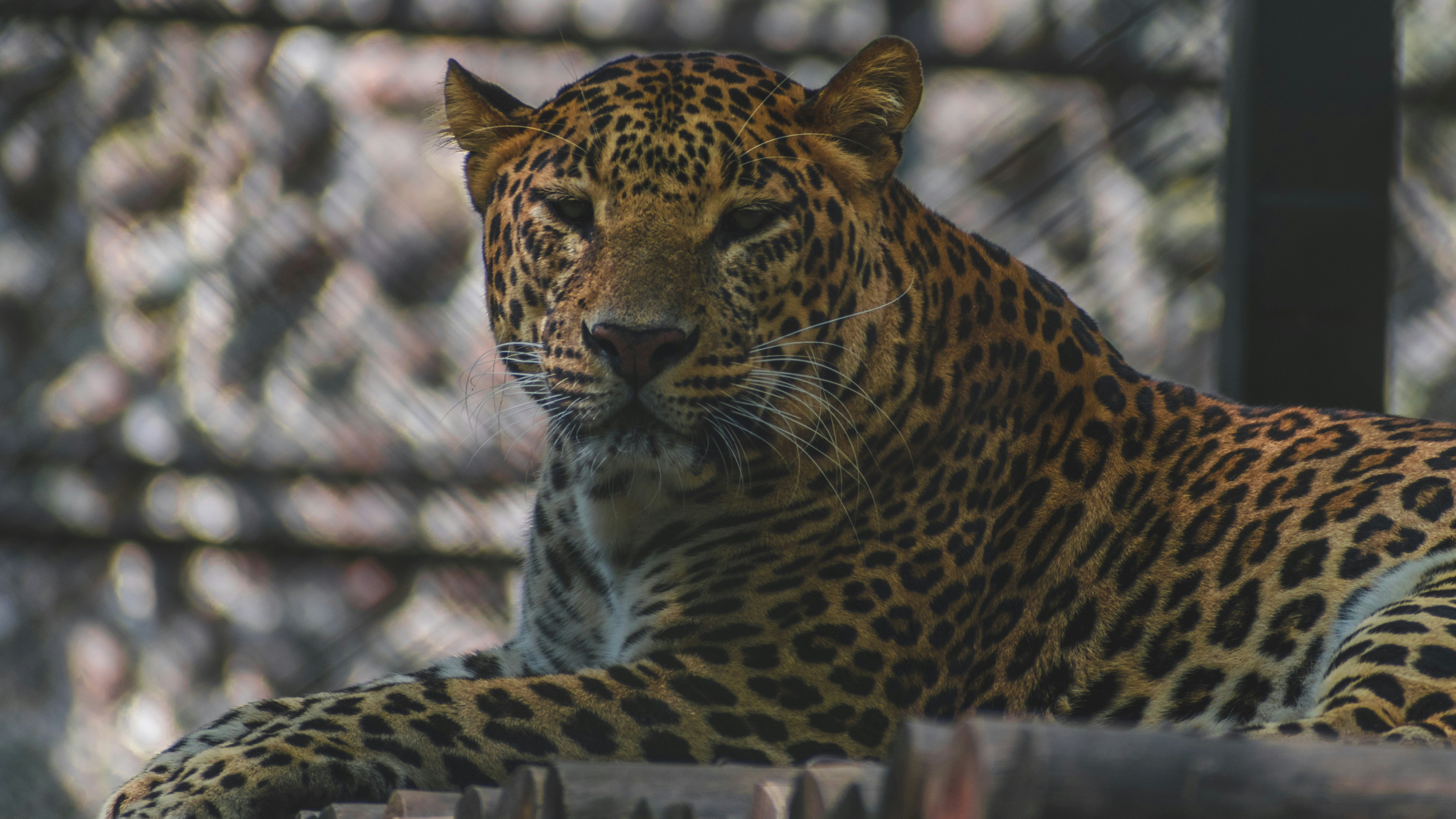 Brown and black leopard photo – Free Animal Image on Unsplash