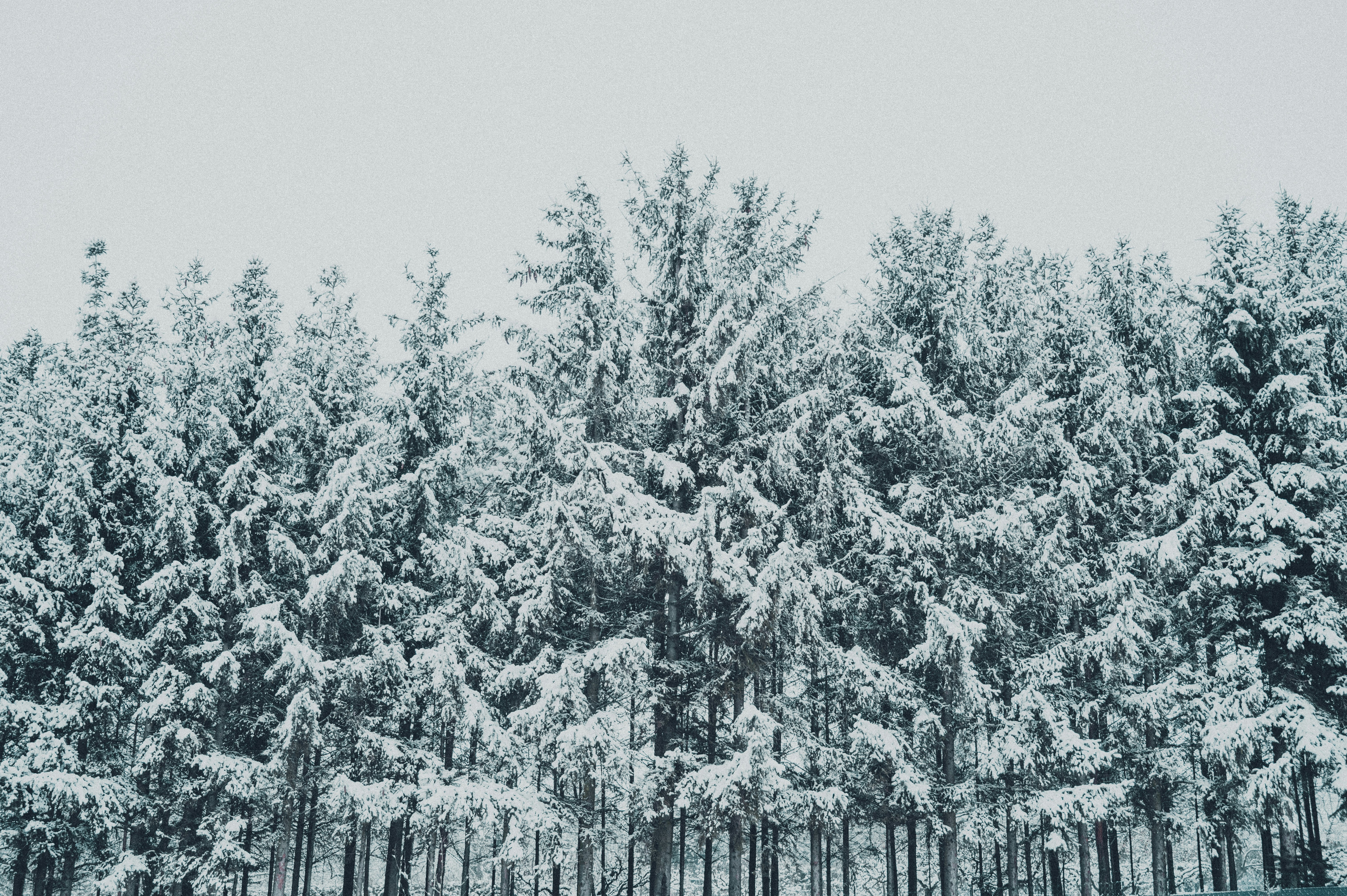 Snow-laden evergreen trees standing tall against a pale sky.