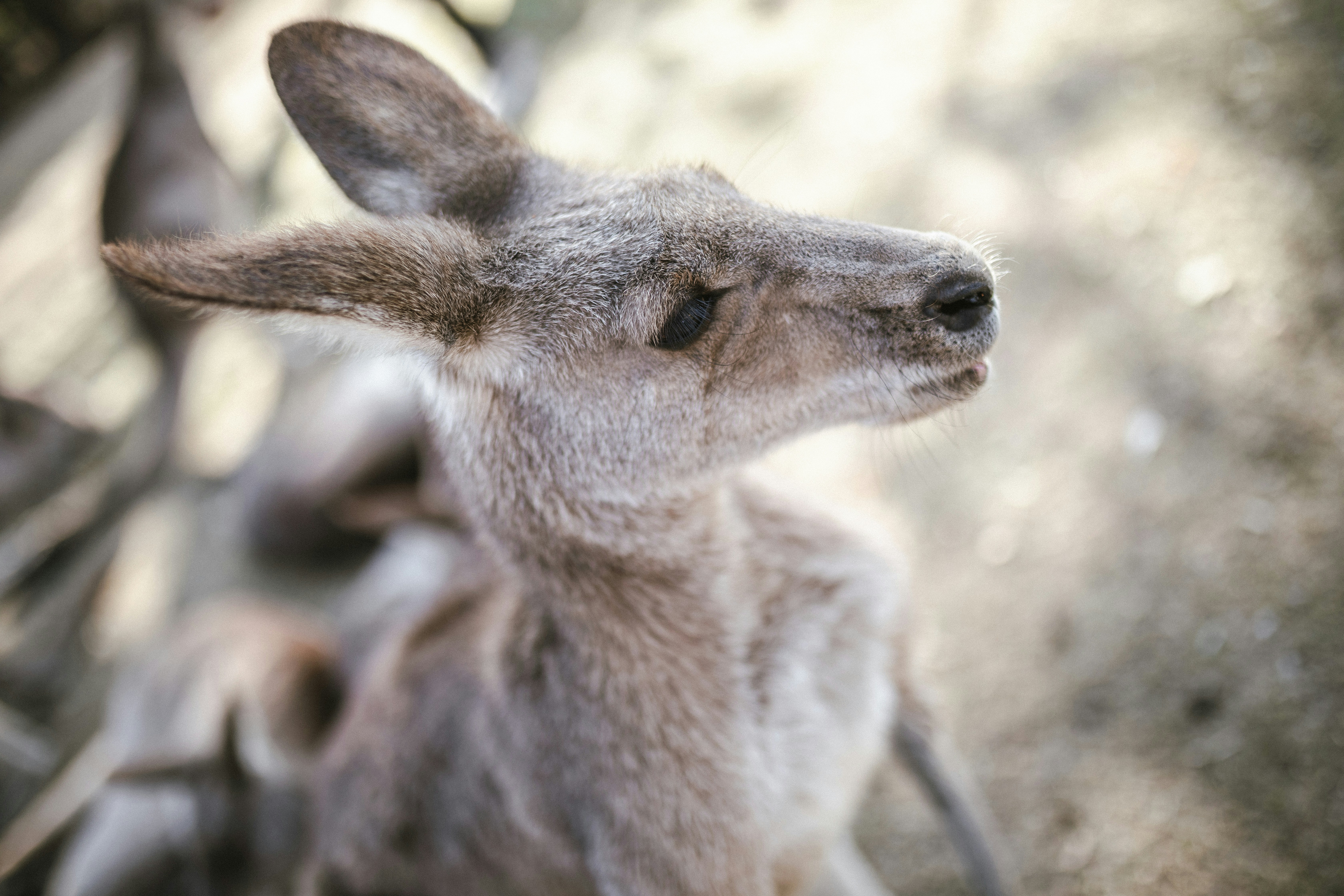 Soft-Gaze in the Field: A Deer in Gentle Focus