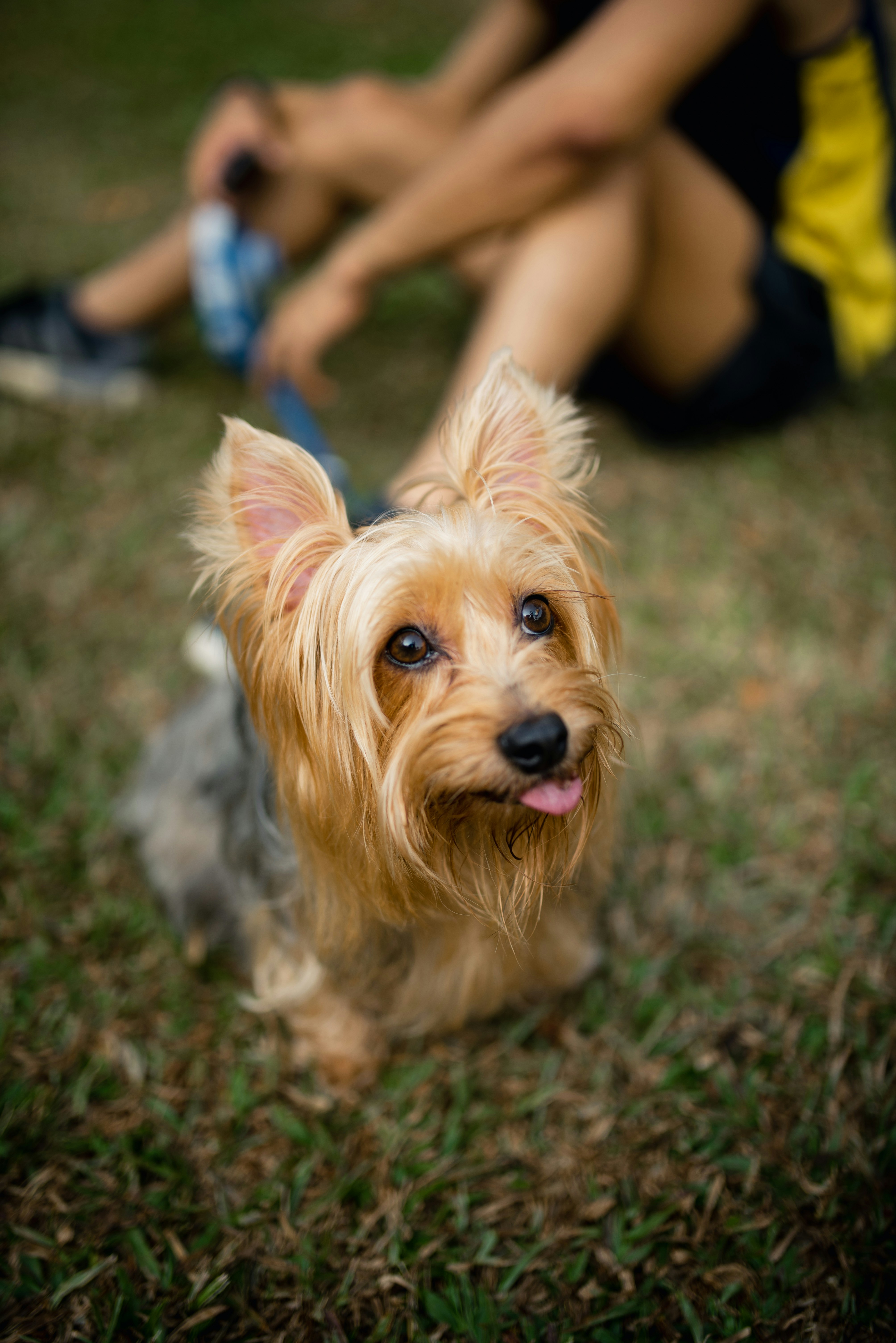 Yorkie in Focus: A Sunny Park Portrait of a Curious Pup